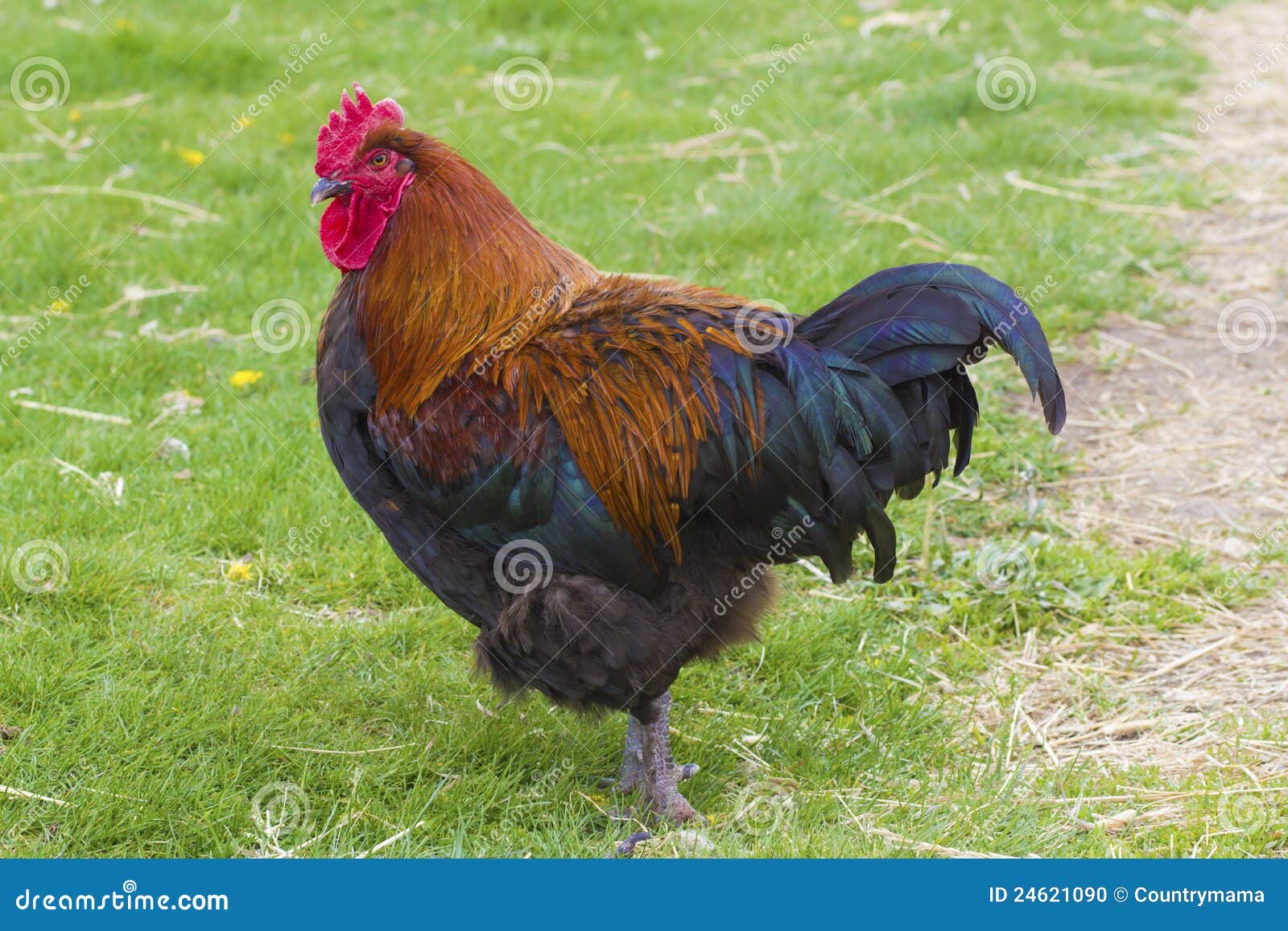 Maran Rooster Royalty-Free Stock Photography | CartoonDealer.com #10114859
