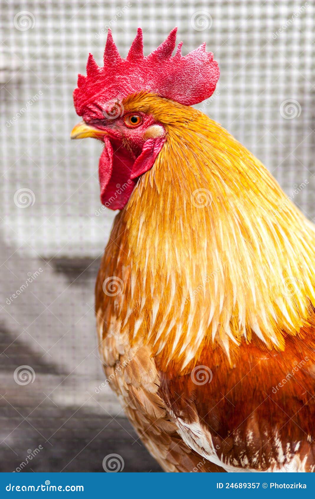 Rooster stock image. Image of avian, oriental, peck, pasture - 24689357