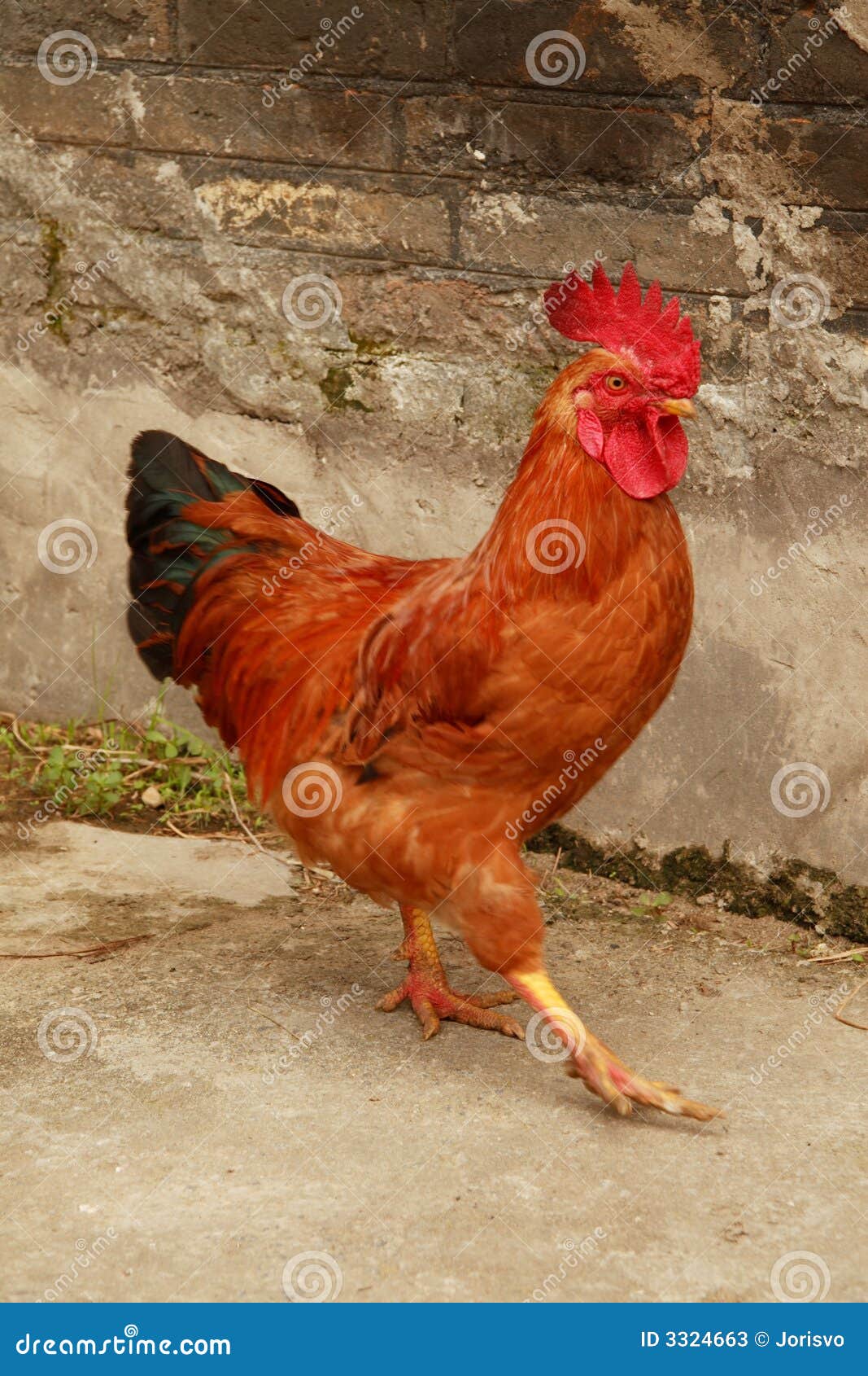 Rooster stock image. Image of rooster, guard, wallonia - 3324663