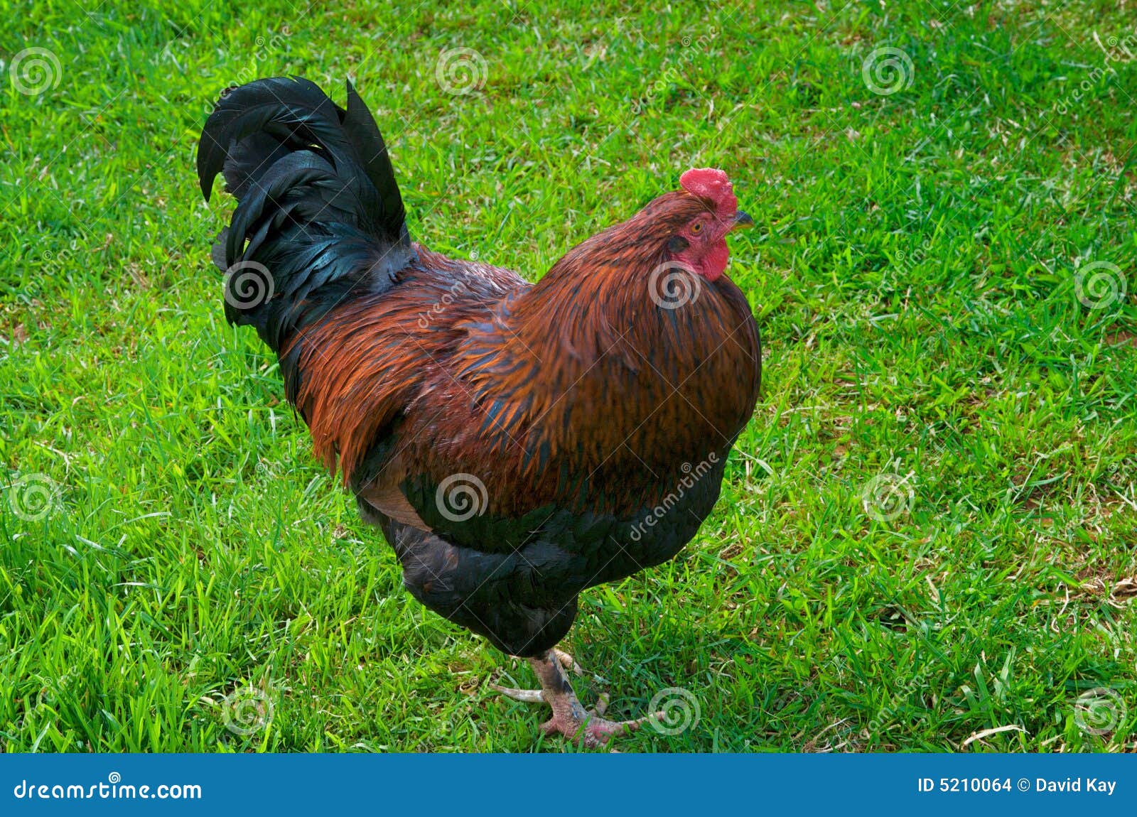 Tough Rooster Stock Photos - Free & Royalty-Free Stock Photos from ...