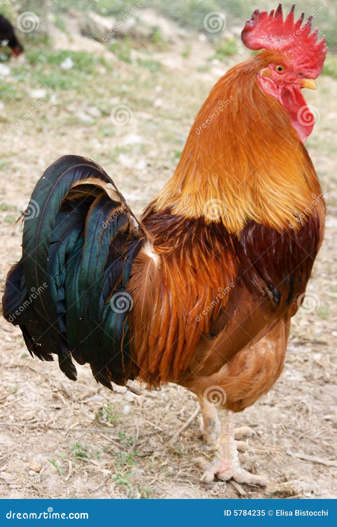 Rooster stock image. Image of pasture, range, male, plummage - 5784235