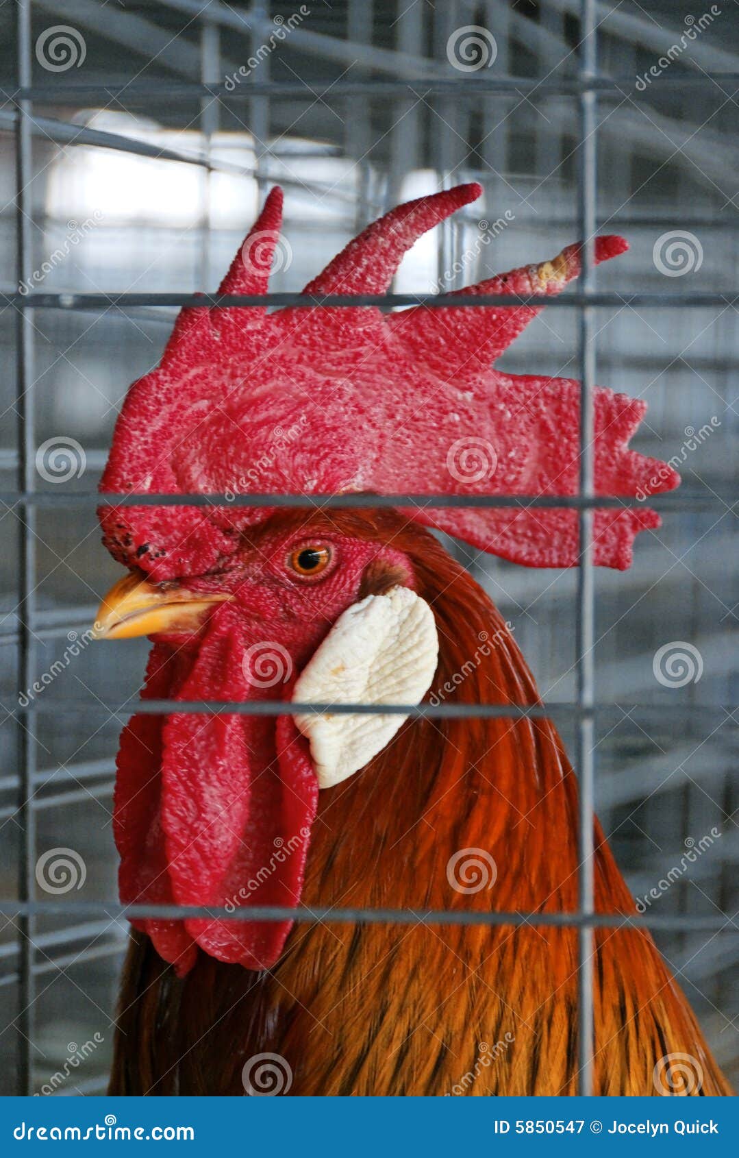 Rooster stock image. Image of chicken, baby, farm, colorful - 5850547