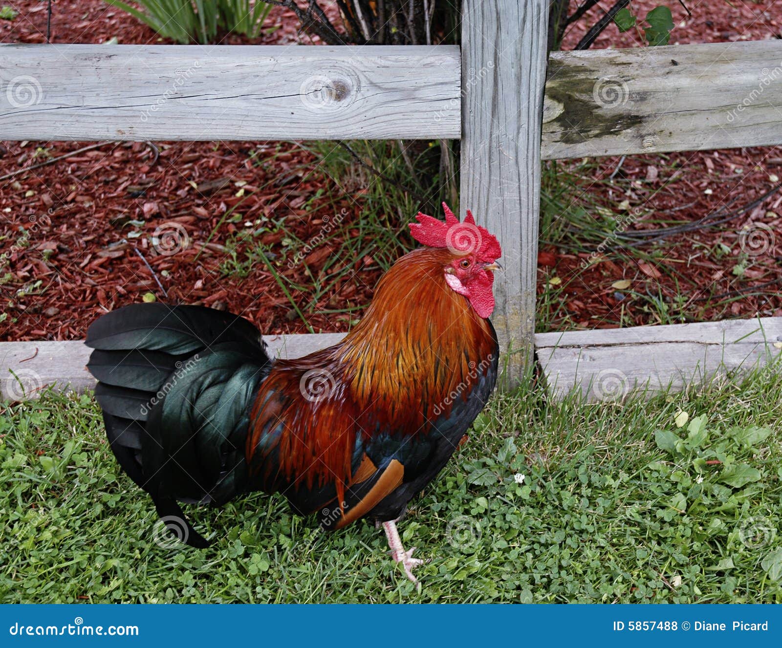 Rooster stock photo. Image of charm, paddocks, rural, crow - 5857488