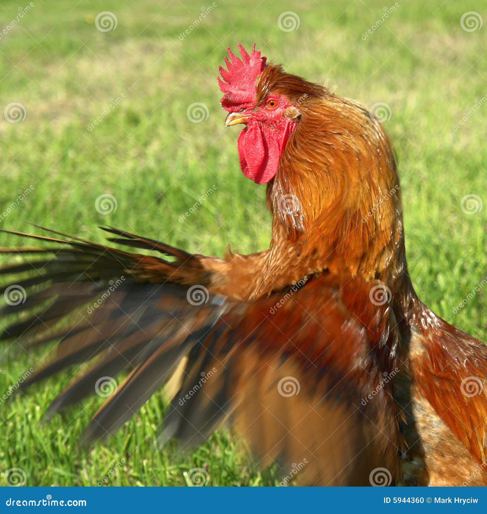 Rooster stock photo. Image of country, life, rural, chicken - 5944360