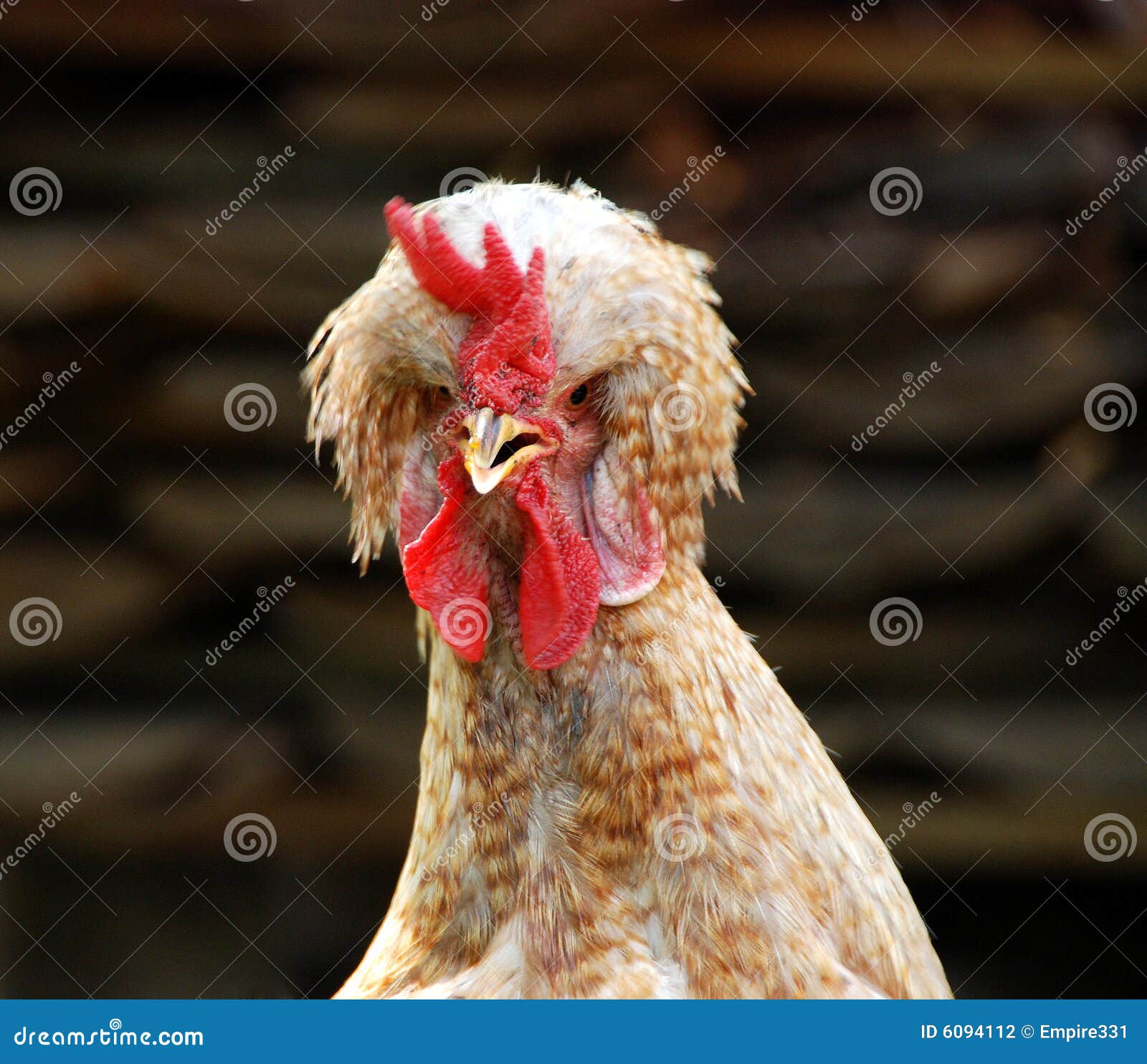 Rooster stock photo. Image of animal, male, angry, comb - 6094112