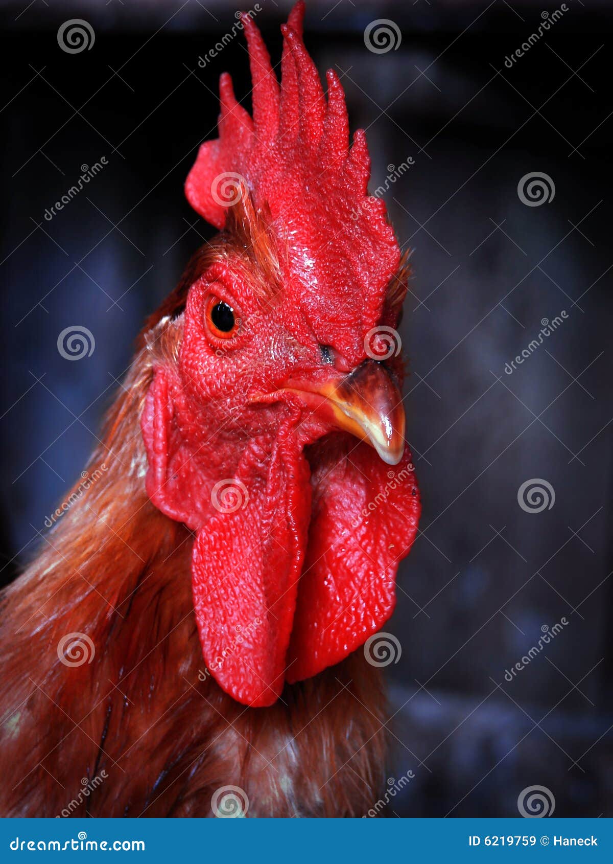 The Rooster stock image. Image of barnyard, teture, beak - 6219759