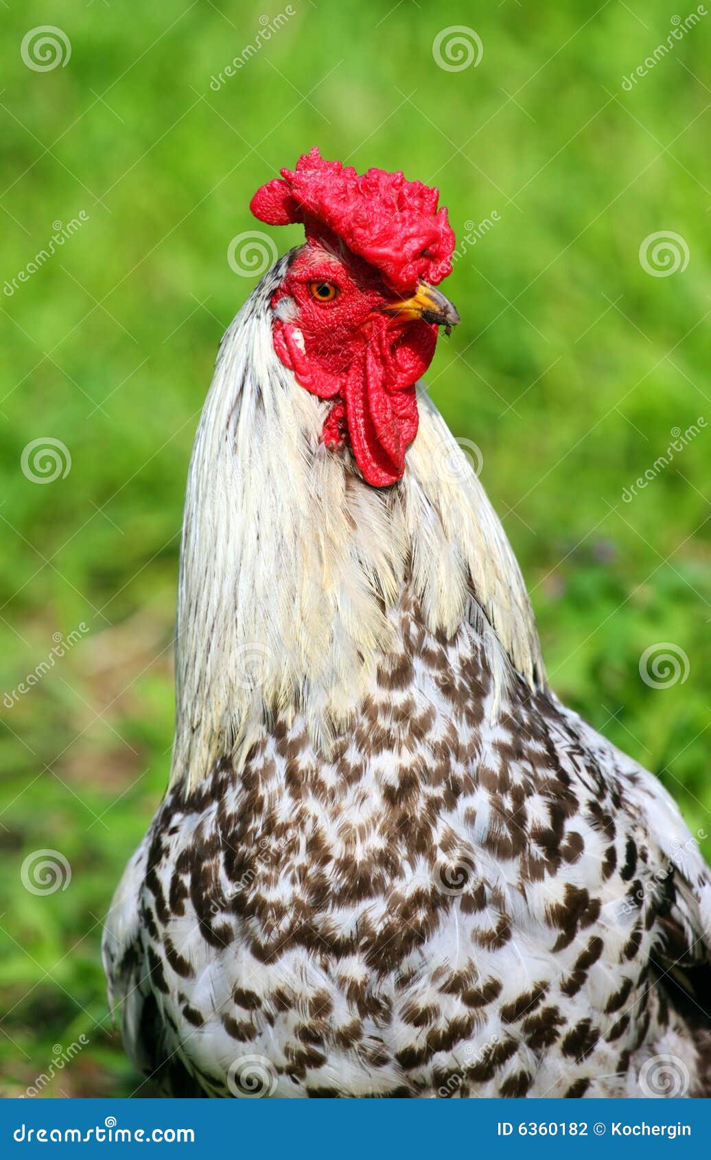 599 Rooster Crown Stock Photos - Free & Royalty-Free Stock Photos from ...