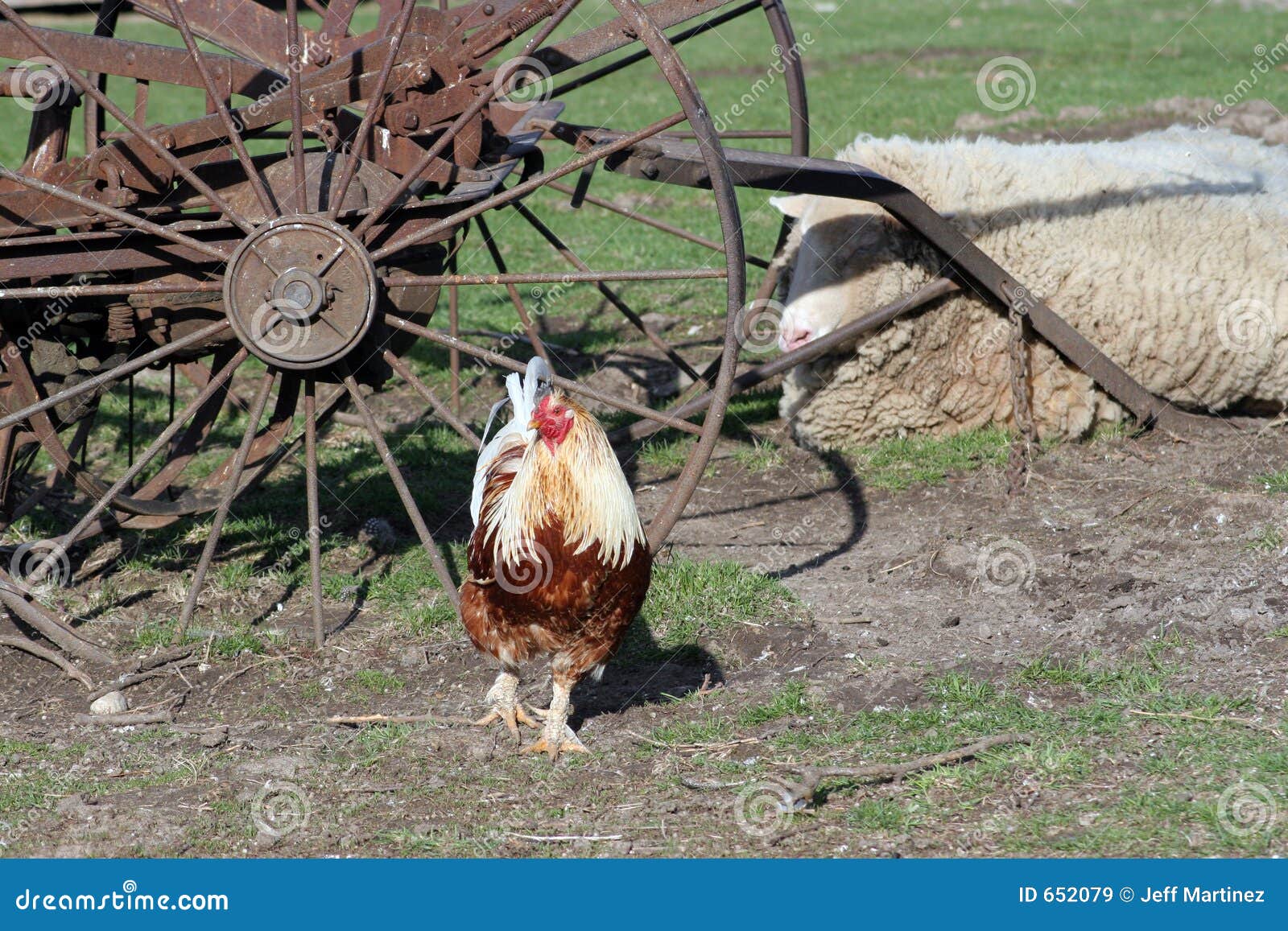 Rooster stock image. Image of lamb, sheep, flight, chicken - 652079