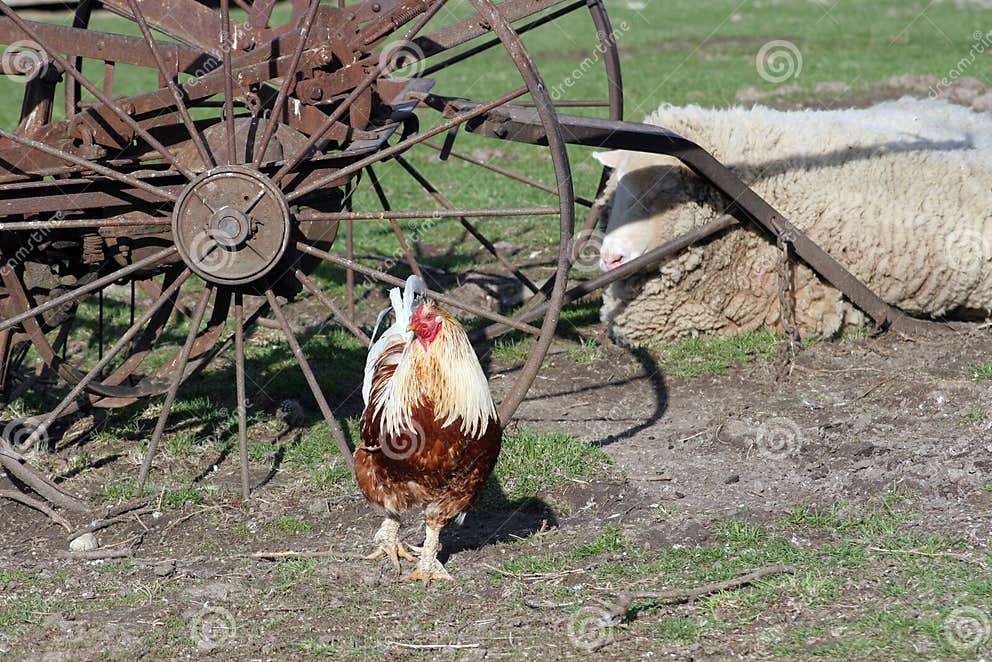 Rooster stock image. Image of lamb, sheep, flight, chicken - 652079