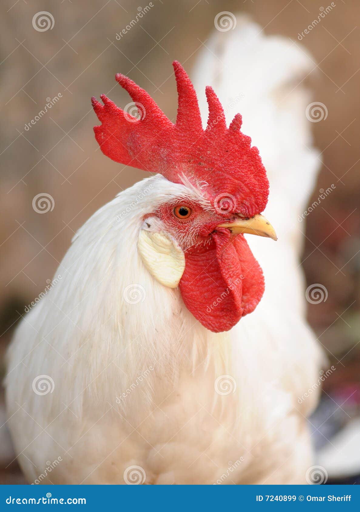 Rooster stock image. Image of vednery, poultry, bird, hood - 7240899