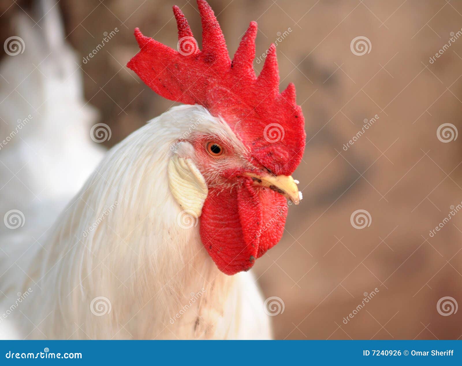 Rooster stock photo. Image of cockrel, male, rooster, chicken - 7240926