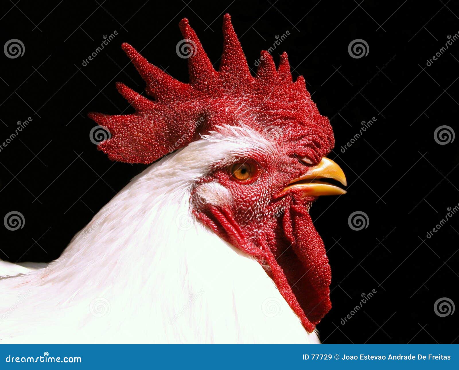Rooster stock image. Image of rooster, natur, macro, house - 77729