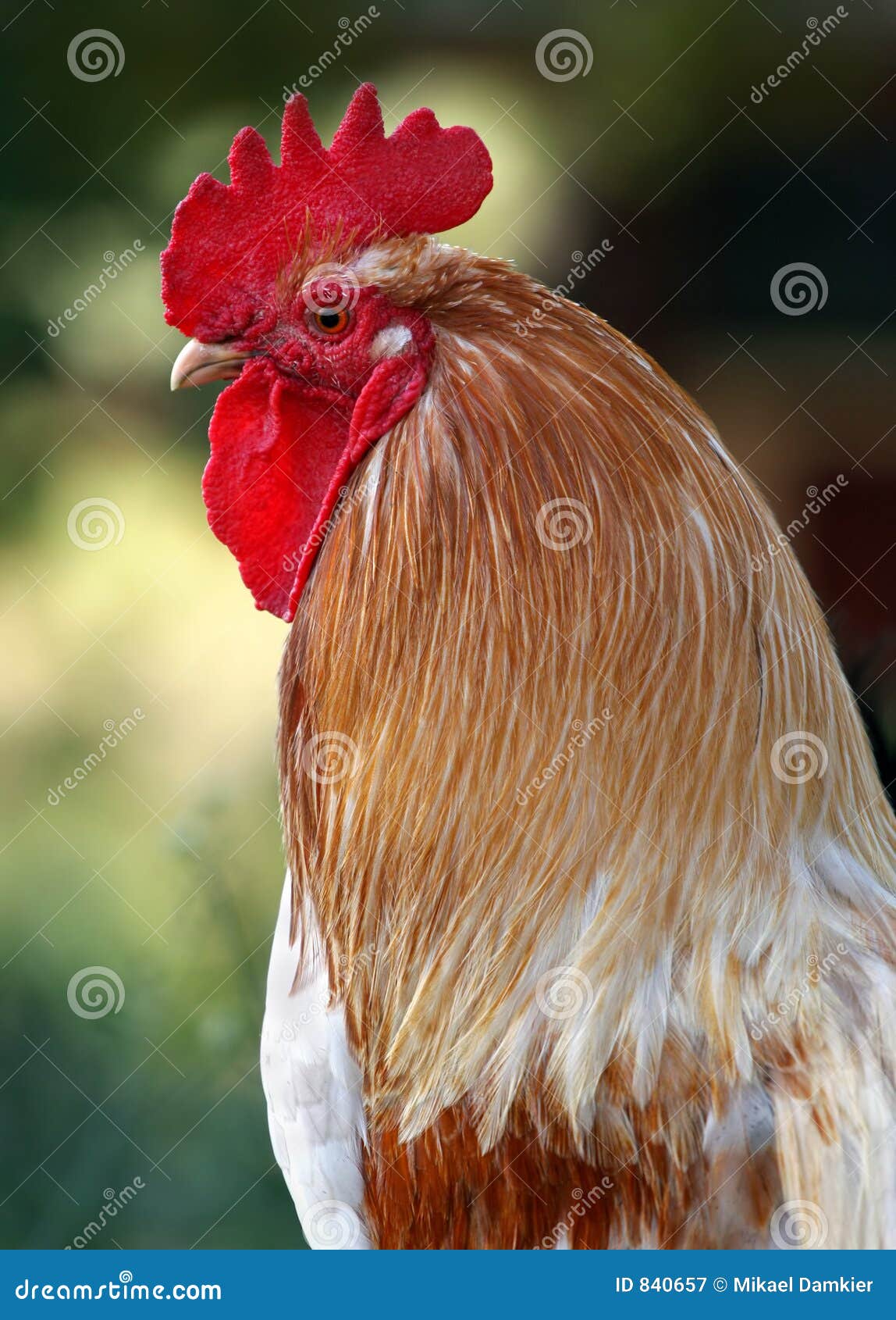 Rooster stock image. Image of rooster, domesticated, henhouse - 840657