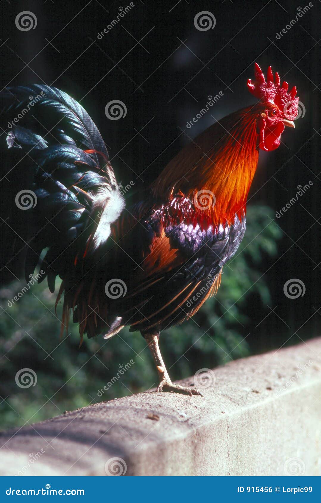 Rooster stock photo. Image of black, rooster, male, farming - 915456