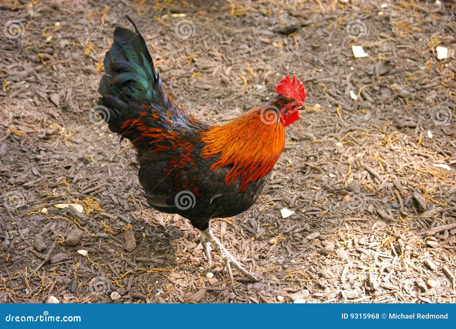 129 Rooster Scratching Stock Photos - Free & Royalty-Free Stock Photos ...