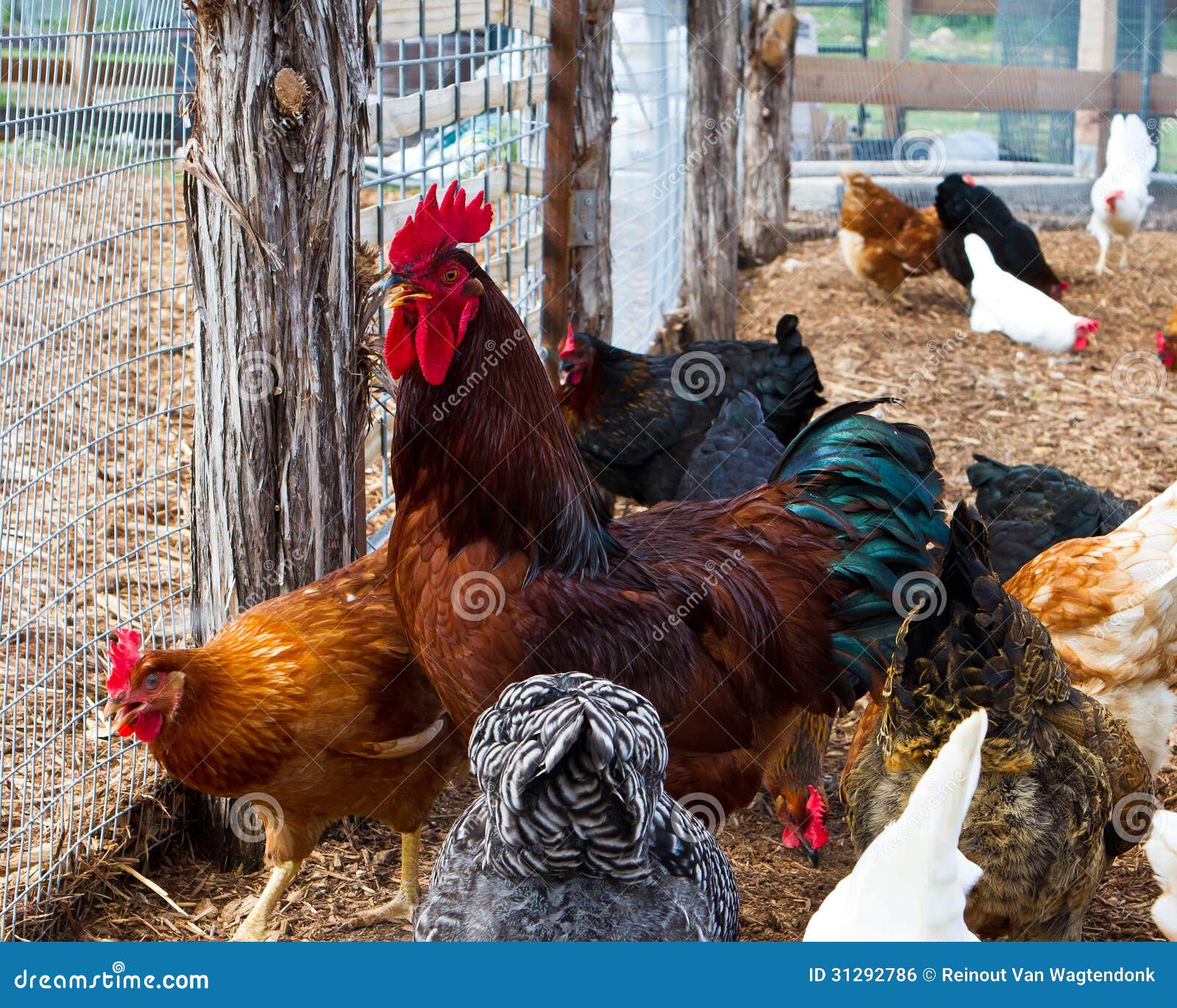 Rooster amidst flock stock photo. Image of gardening - 31292786