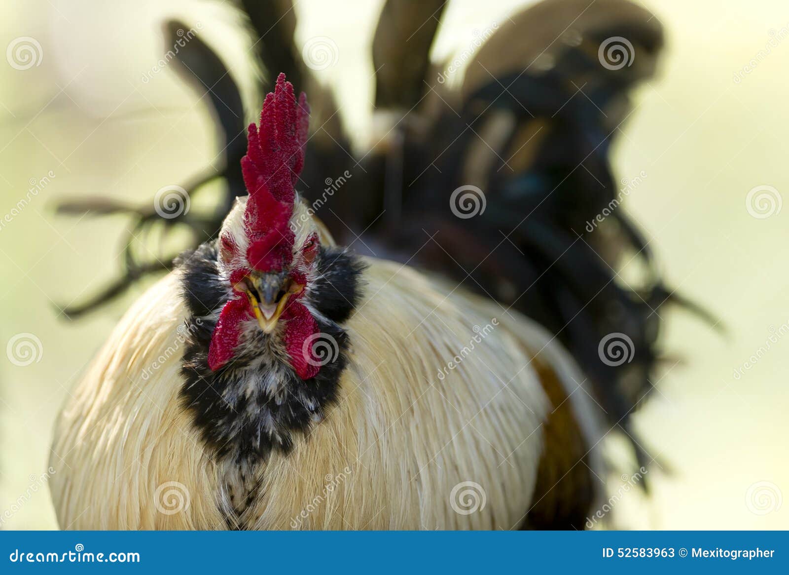 Rooster Angry Mad Squawking Stock Image - Image of angry, farm: 52583963