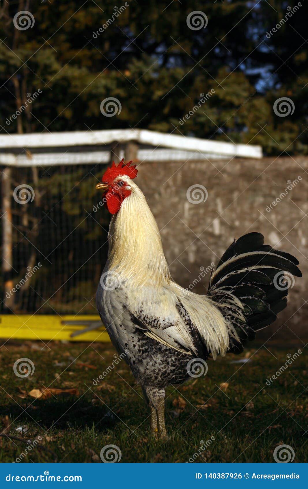 Campine Chicken Stock Photos - Free & Royalty-Free Stock Photos from ...