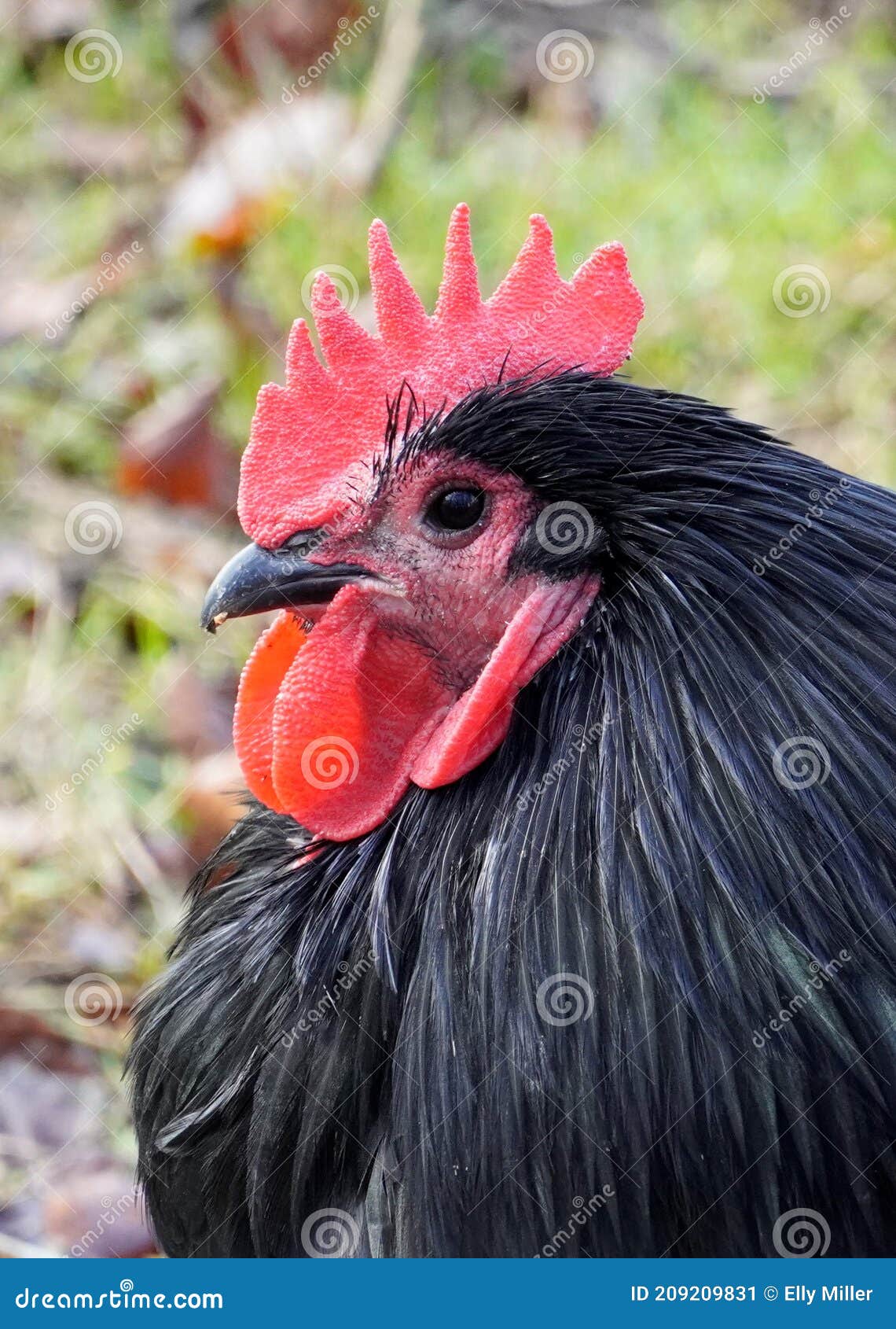 Rooster of the Australorp Chicken Stock Image - Image of close, farm ...