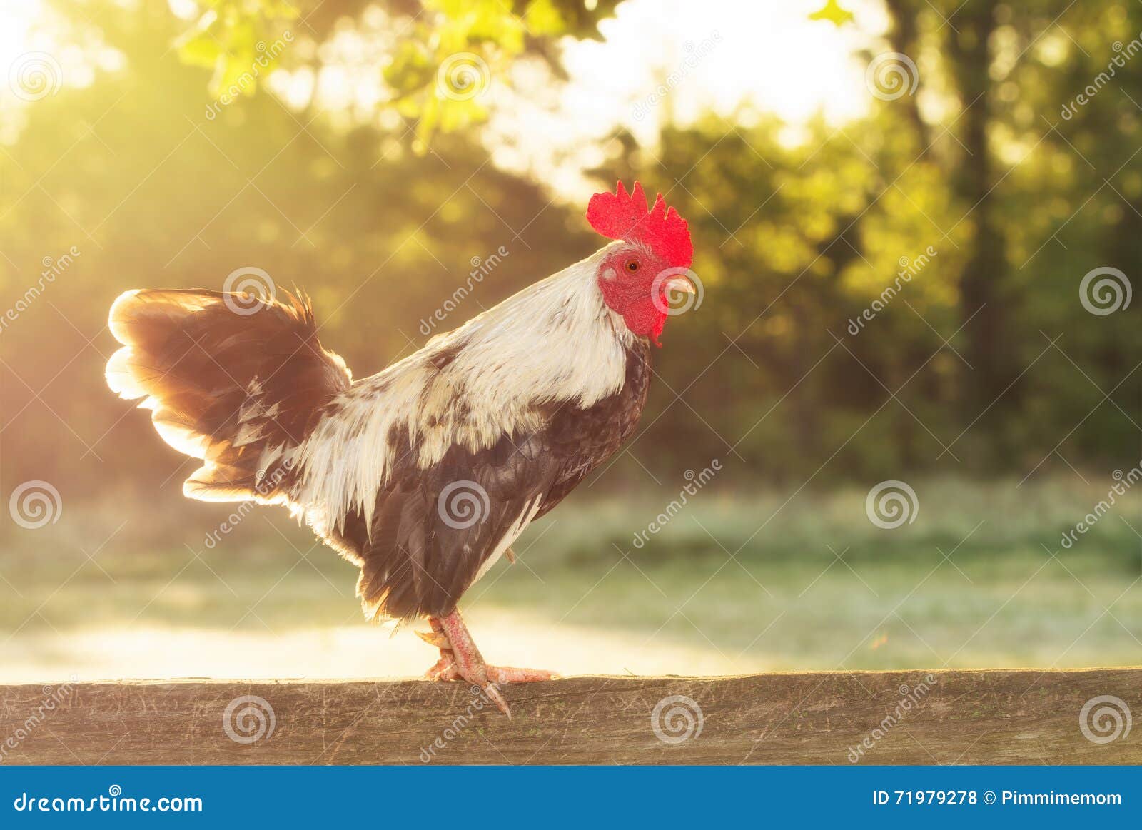 Rooster Back Lit by Rising Sun in the Morning Stock Photo - Image of ...