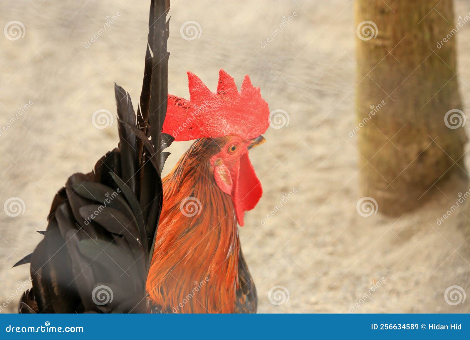 Rooster from Back View in the Cage Stock Image - Image of rooster ...