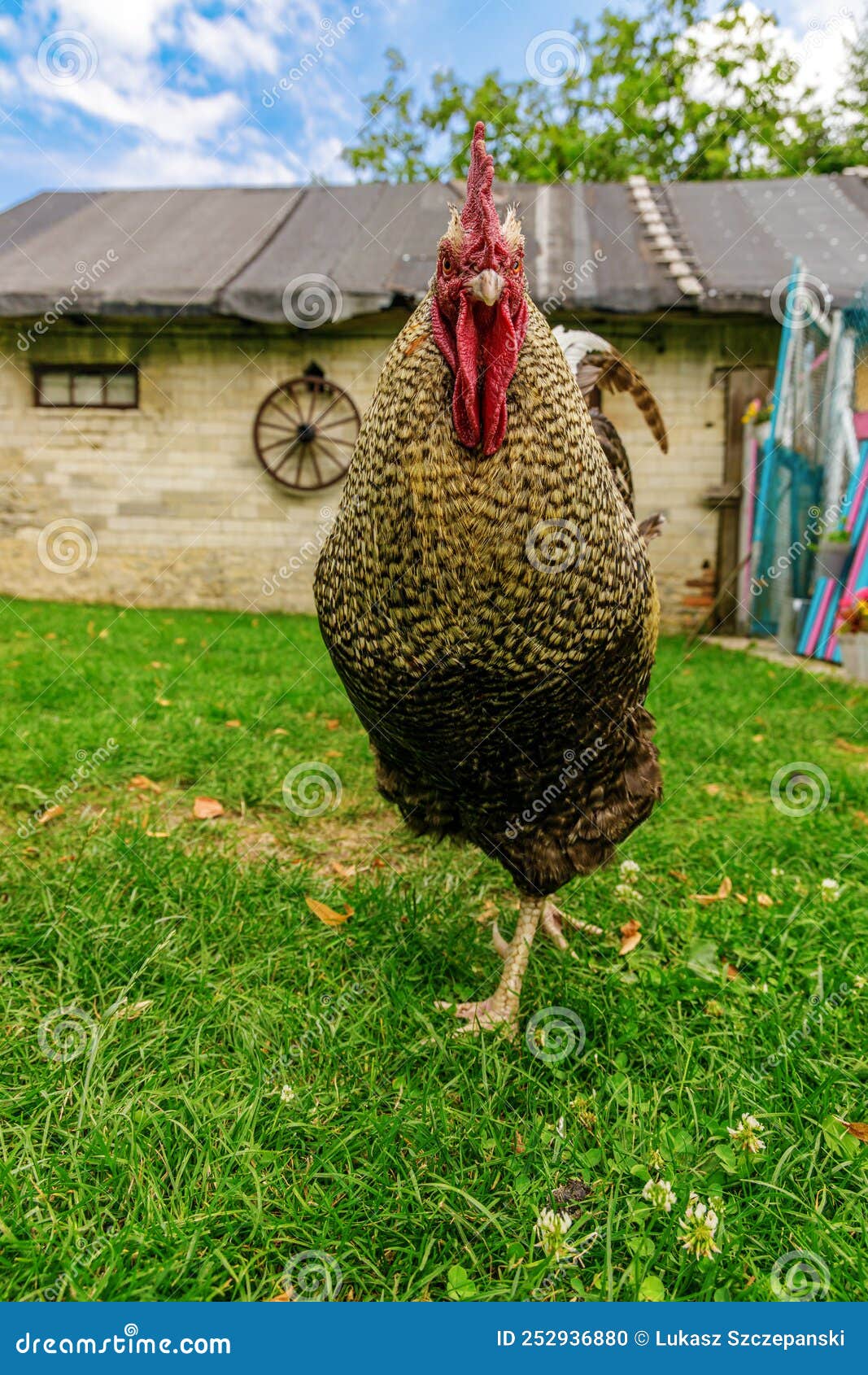 Rooster on Backyard Against Farm Building Stock Photo - Image of breed ...