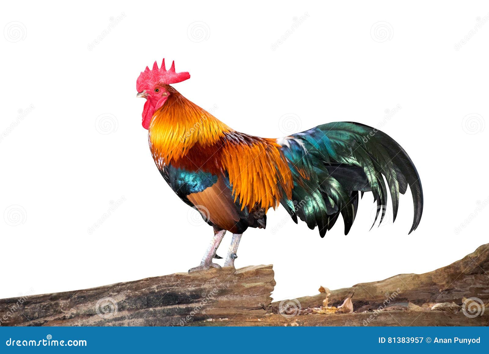 Rooster Bantam Chicken on Timber Isolate White Background Stock Image ...