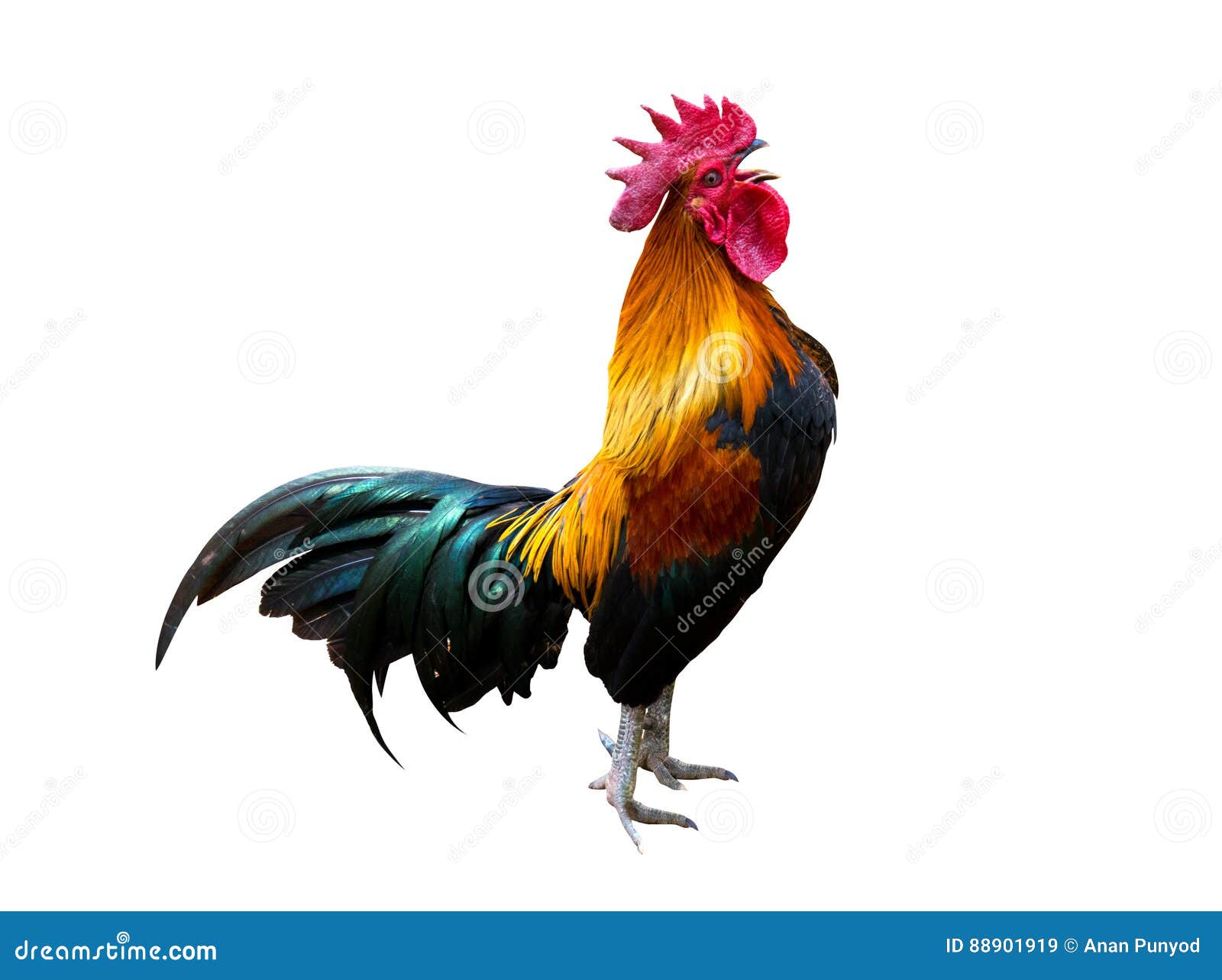 Rooster Bantam Crows Isolate on White Background Stock Image - Image of ...