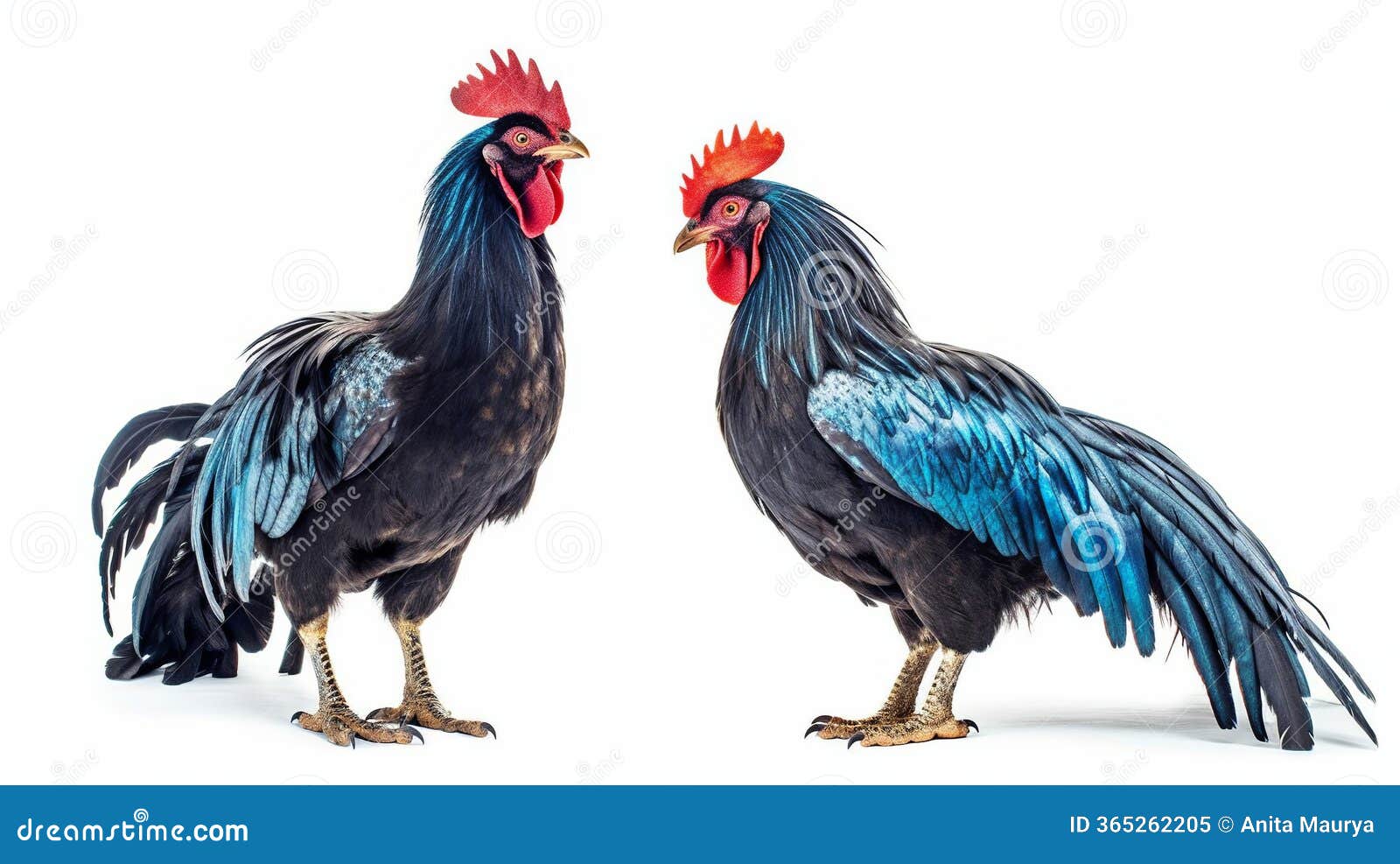 White Bantam Chicken Bird Vector Illustration Transparent Background ...