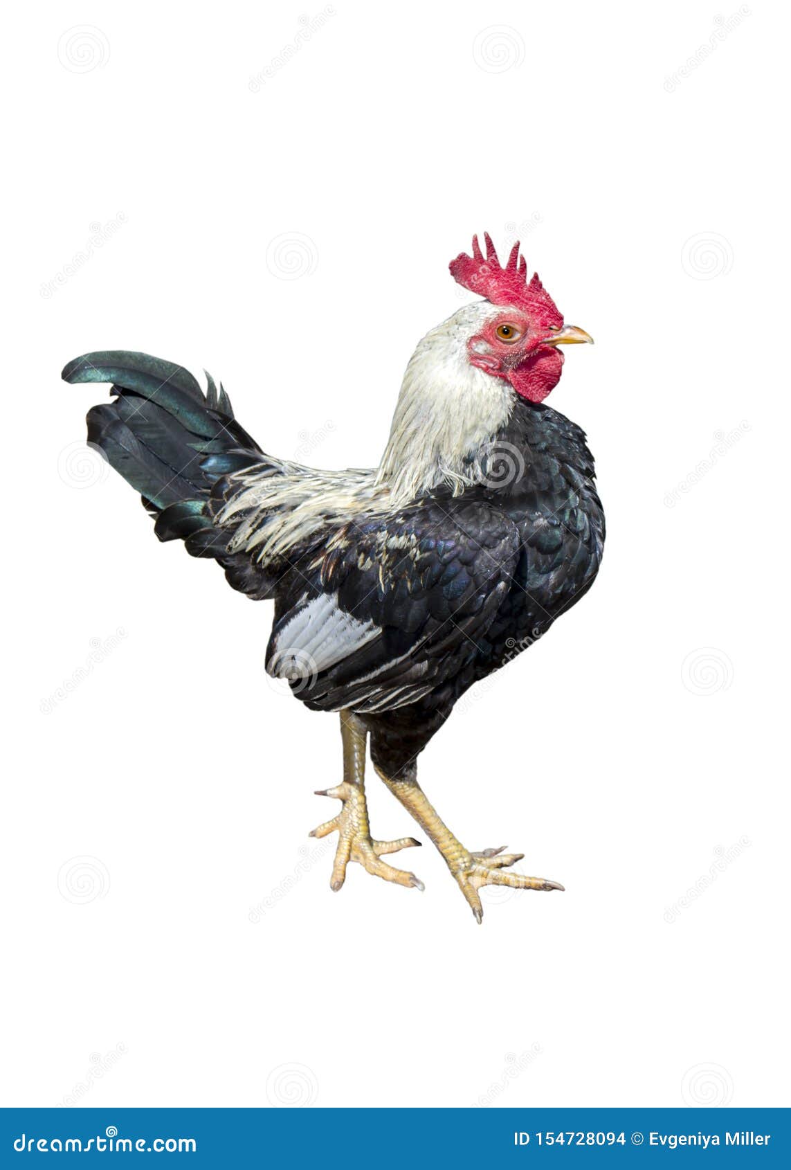 Rooster Bantam Crows Isolate On White Background Stock Photo - Image of ...