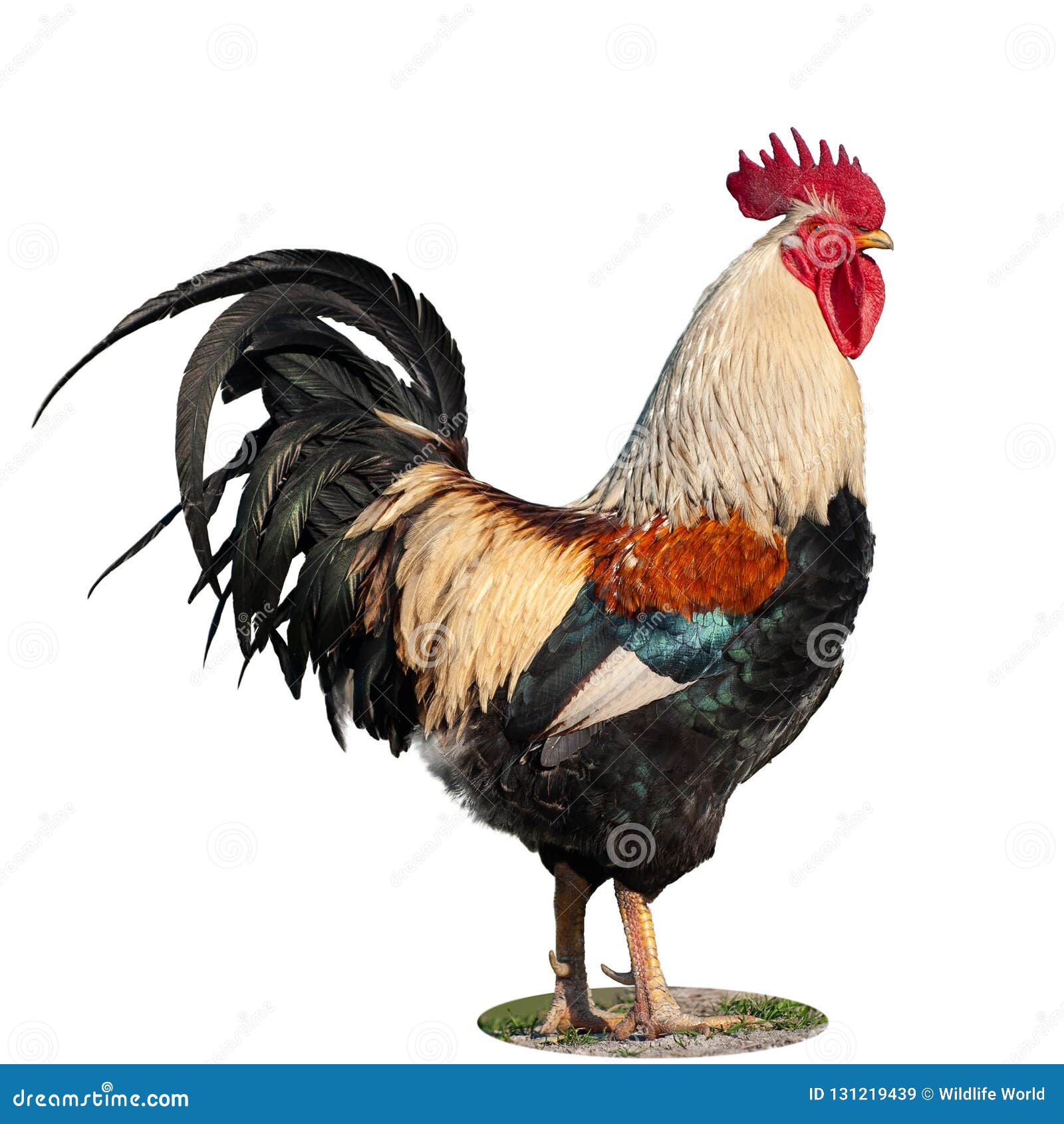 Rooster Bantam Crows Isolate On White Background Royalty-Free Stock ...