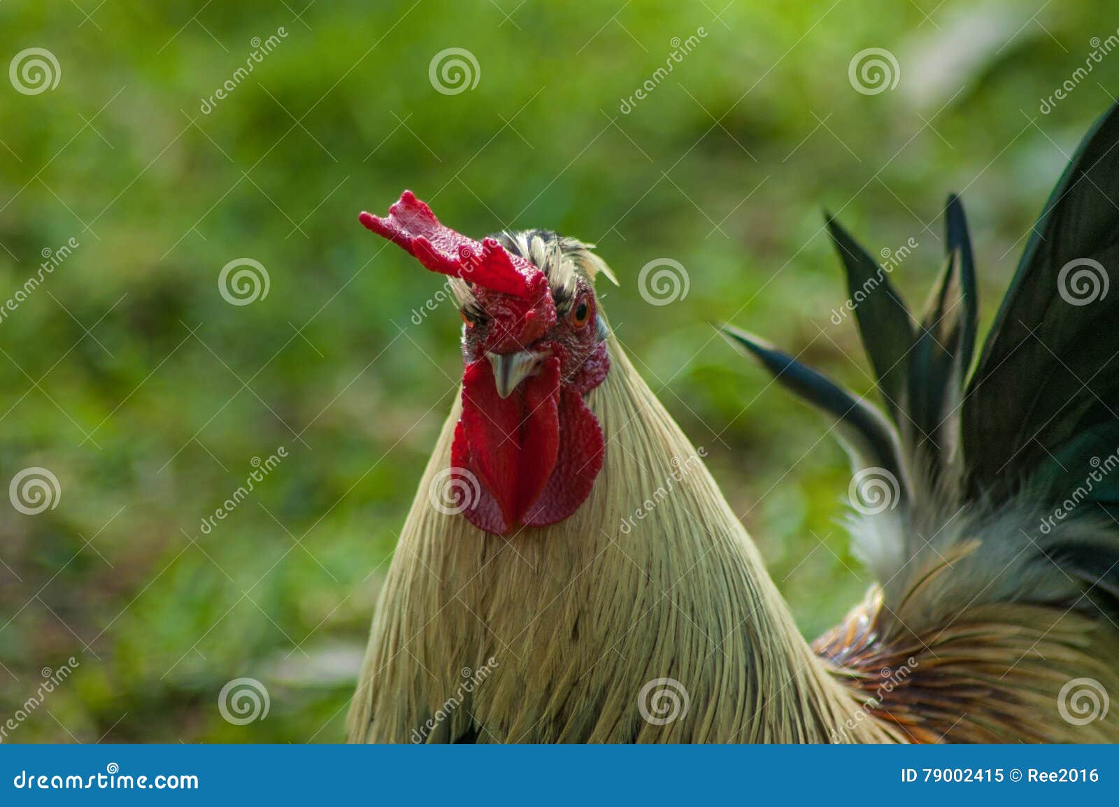 Rooster stock image. Image of alert, farm, rooster, looking - 79002415