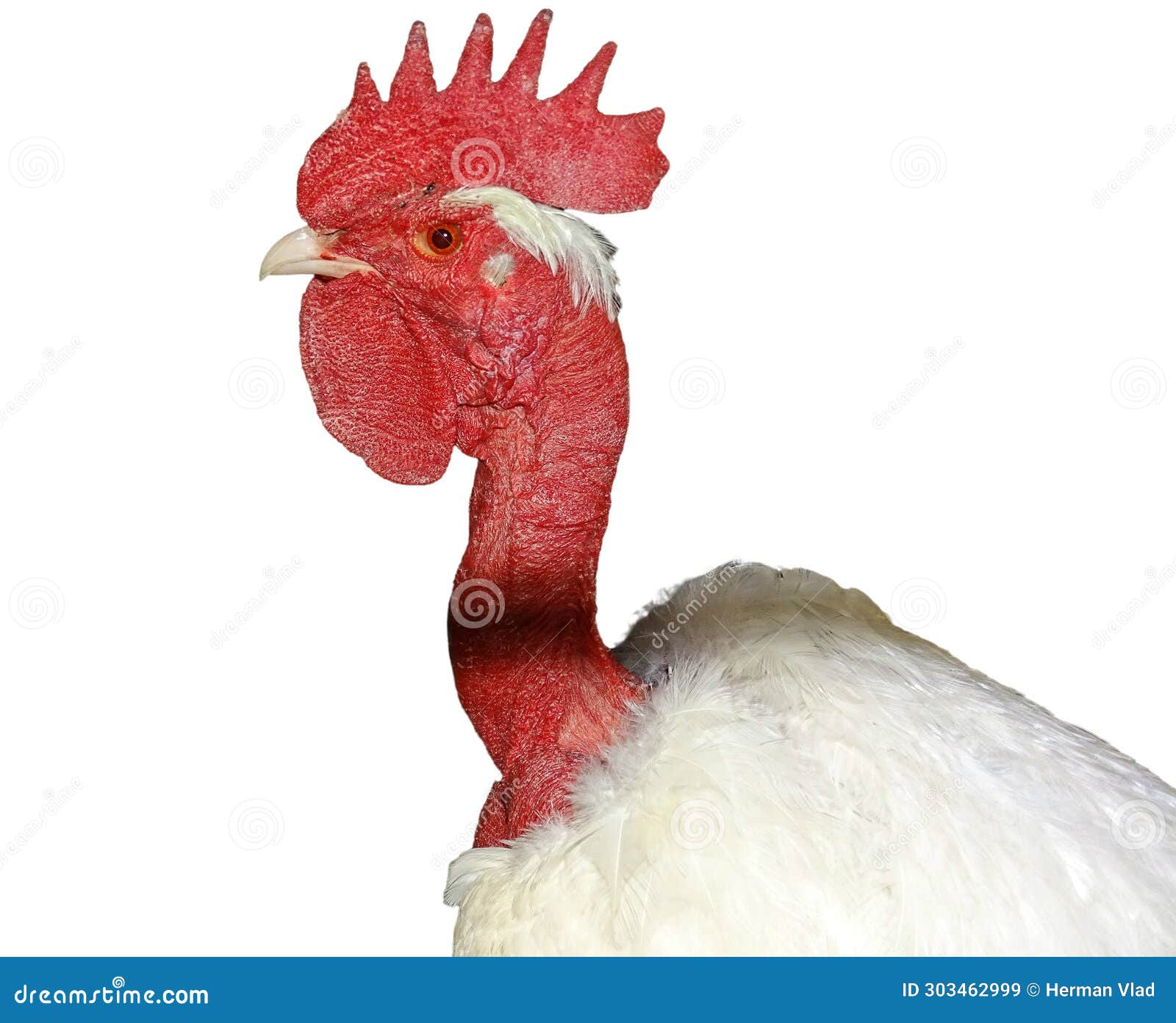 Rooster with a bare neck stock image. Image of macro - 303462999