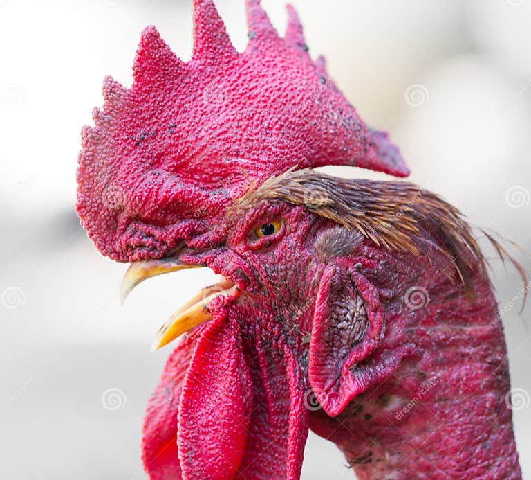Rooster with a Bare Neck on the Farm Stock Image - Image of neck, bare ...