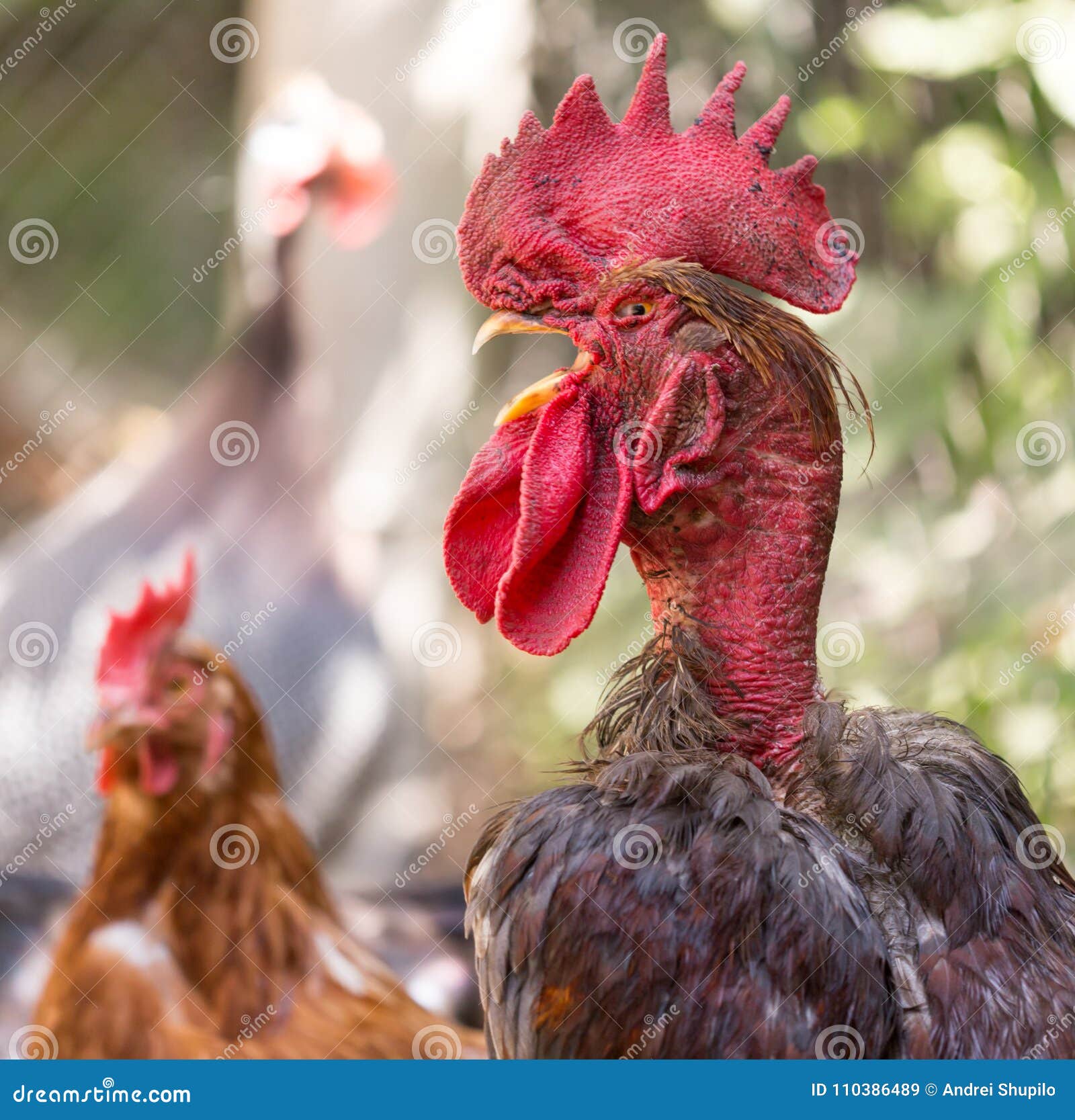 Rooster with a Bare Neck on the Farm Stock Image - Image of domestic ...