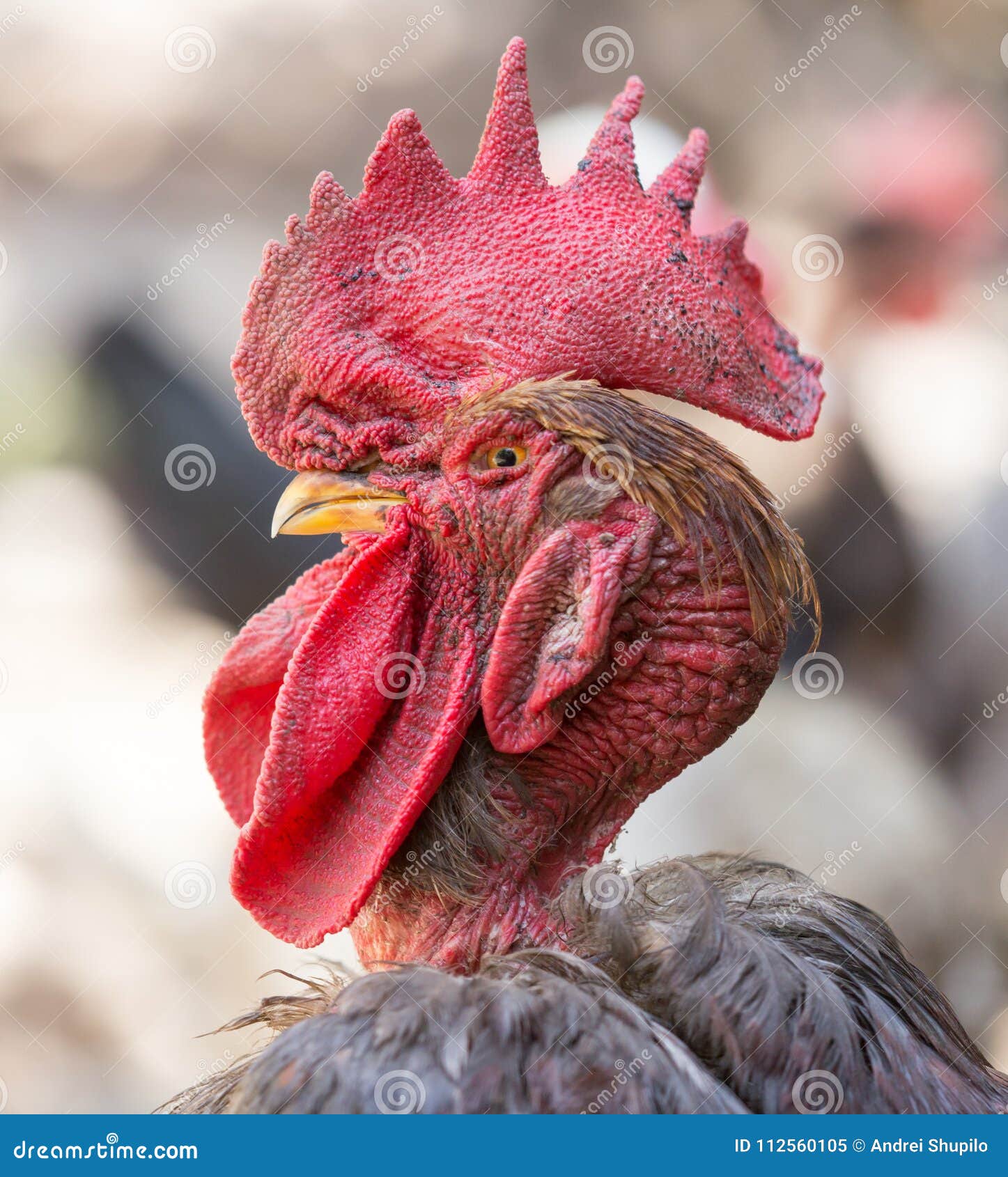 Rooster with a Bare Neck on the Farm Stock Image - Image of chicken ...