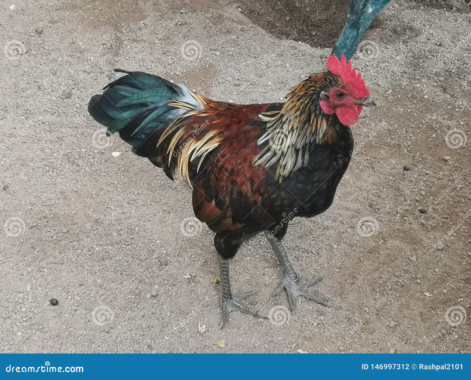 Rooster in Barn stock photo. Image of food, outside - 146997312