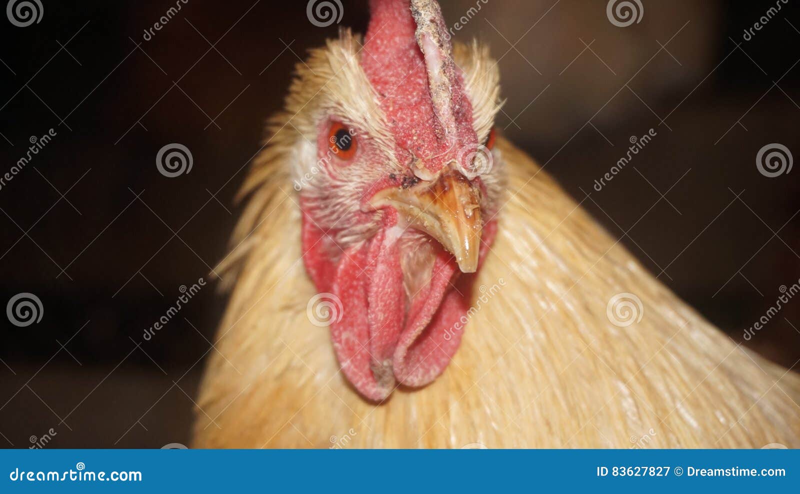 Rooster in a barn stock image. Image of rooster, farm - 83627827