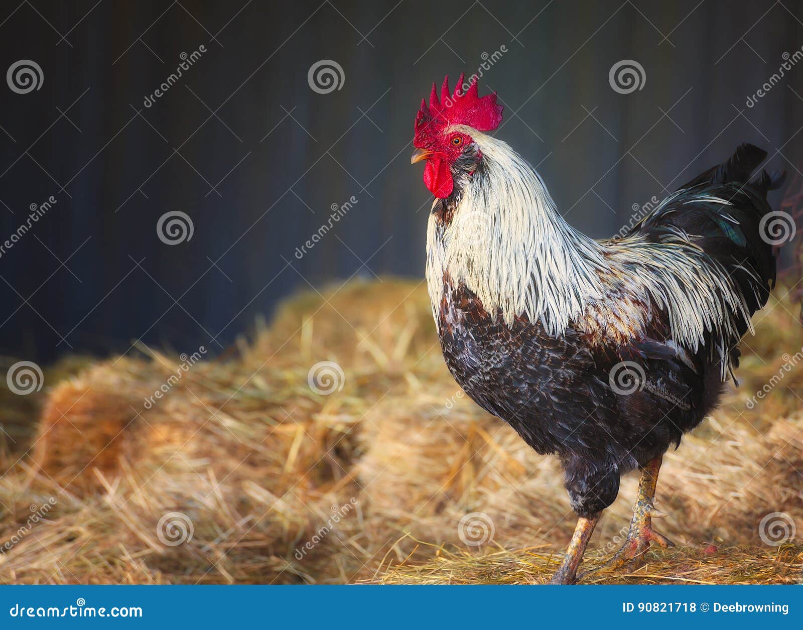 Rooster in a Barn Full of Straw Stock Photo - Image of floor ...