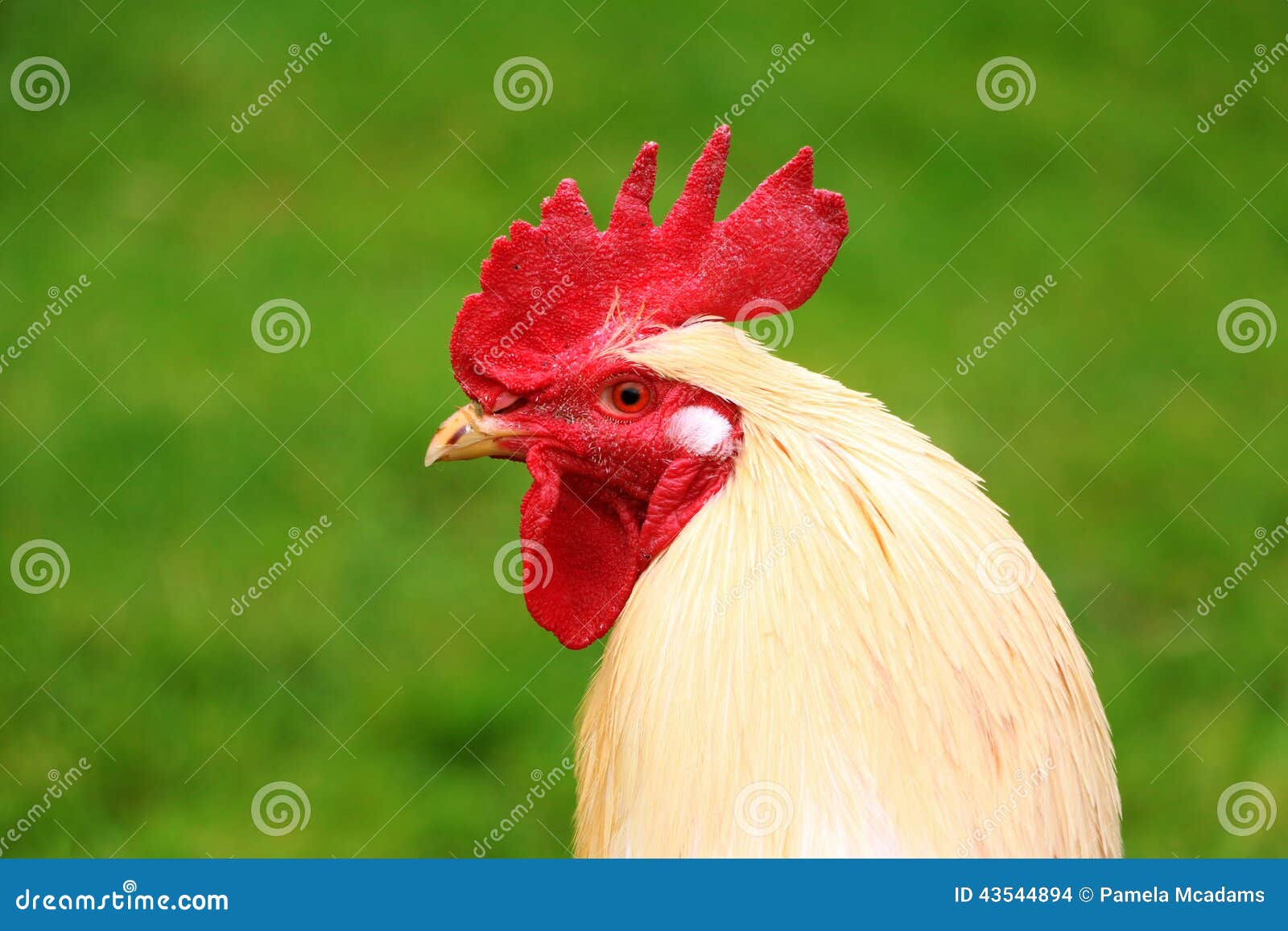 Rooster stock photo. Image of view, isolated, colored - 43544894