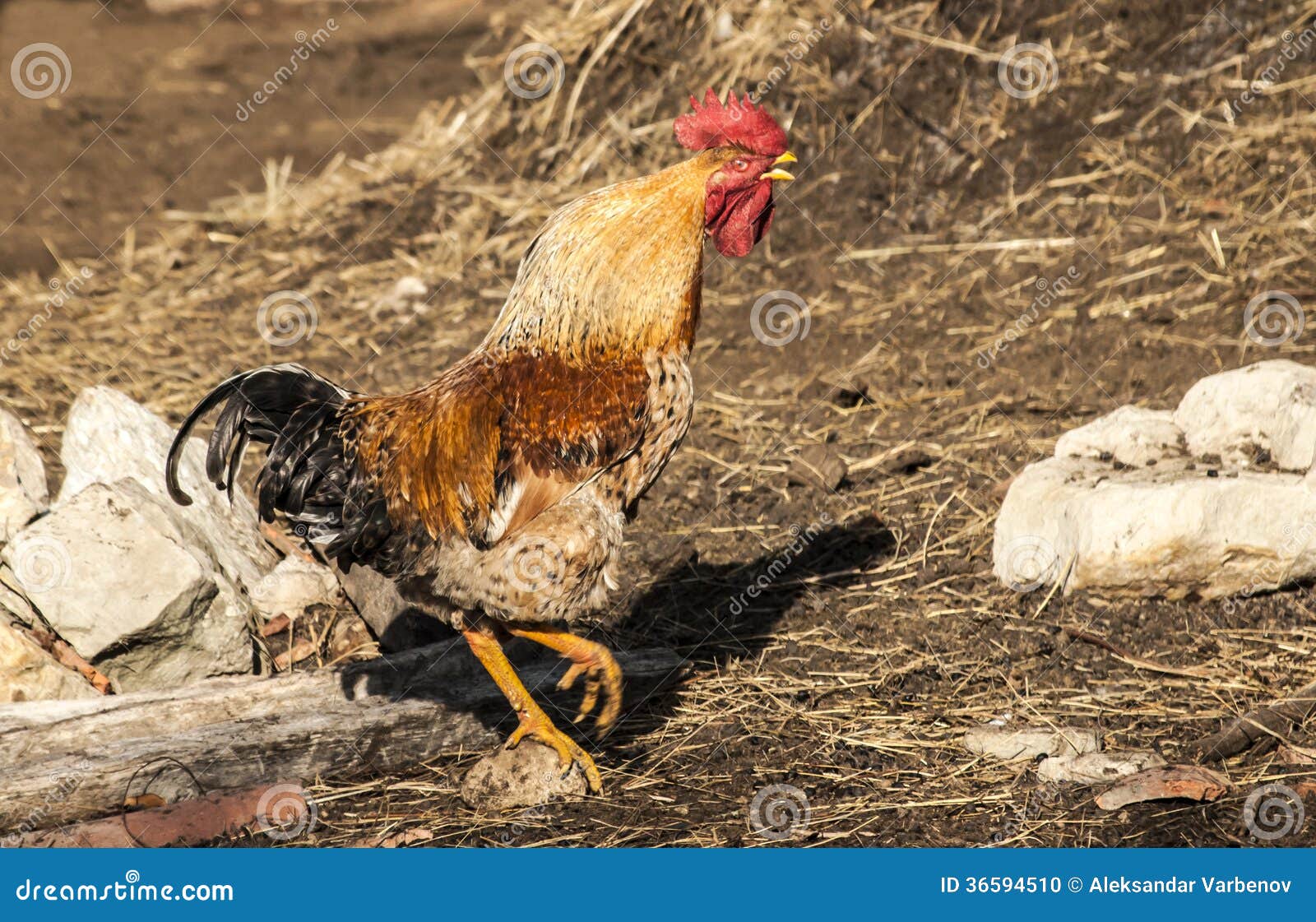 Rooster in barn yard stock photo. Image of animal, rural - 36594510