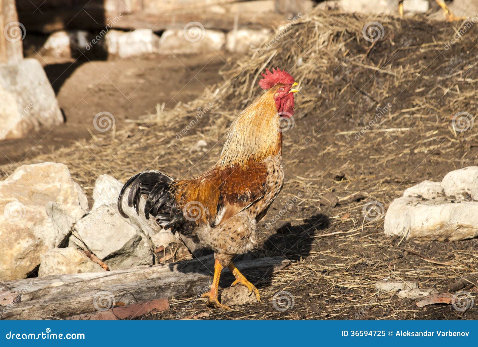 Rooster in barn yard stock image. Image of chick, animal - 36594725
