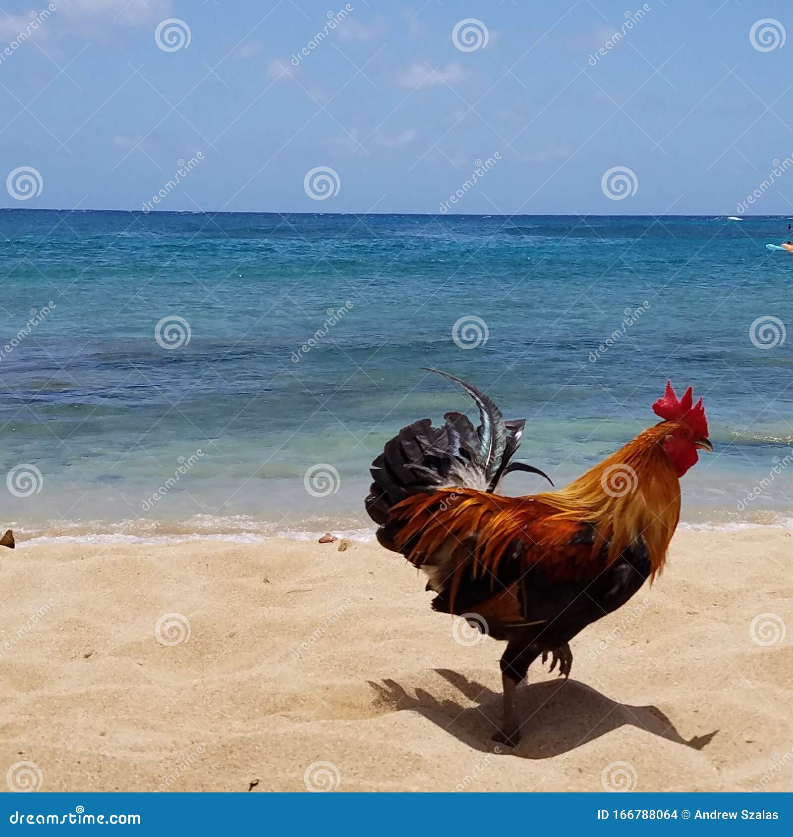 Rooster on the beach stock photo. Image of rooster, stupid - 166788064