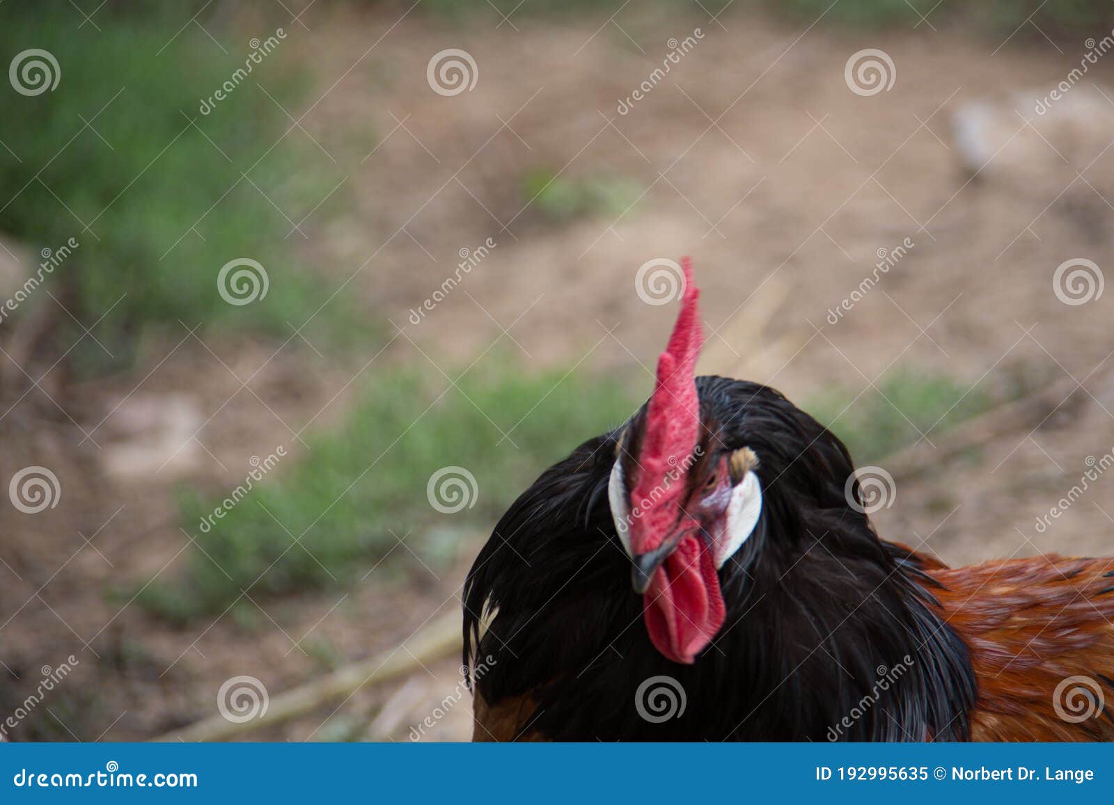 Rooster with a Beautiful Comb Stock Image - Image of birds, cockscomb ...