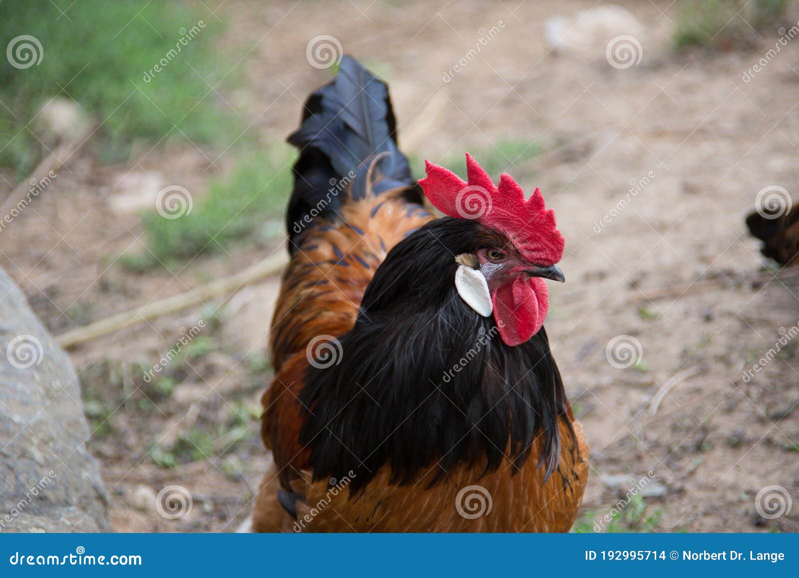 Rooster with a Beautiful Comb Stock Photo - Image of rooster, gallus ...