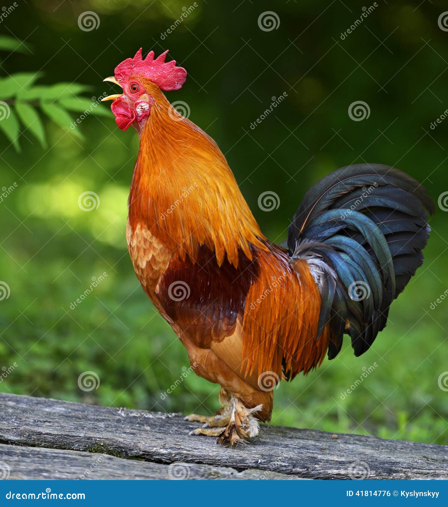 Rooster stock photo. Image of wildlife, agriculture, habitat - 41814776