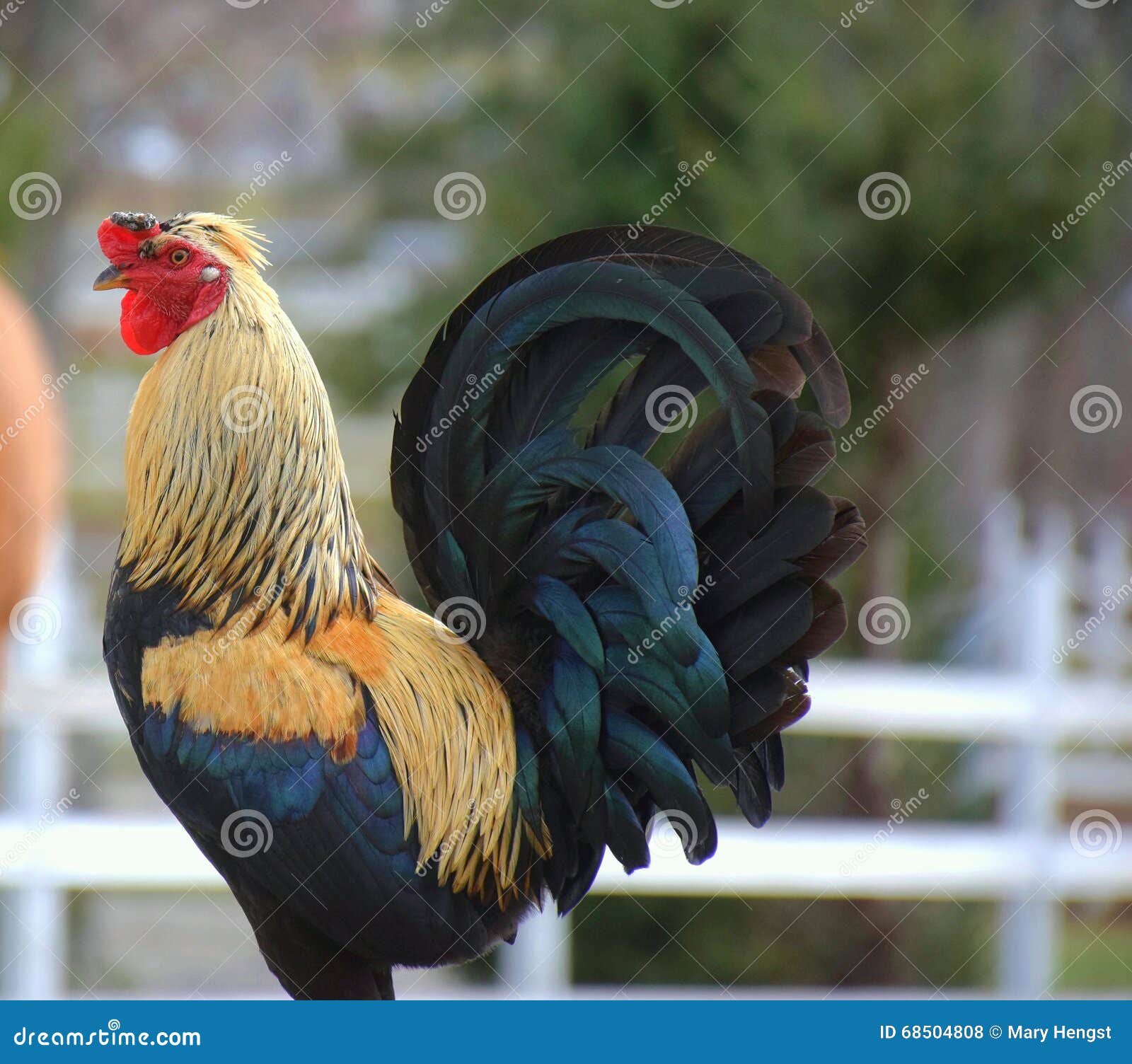 Rooster stock photo. Image of colorful, feather, beautiful - 68504808