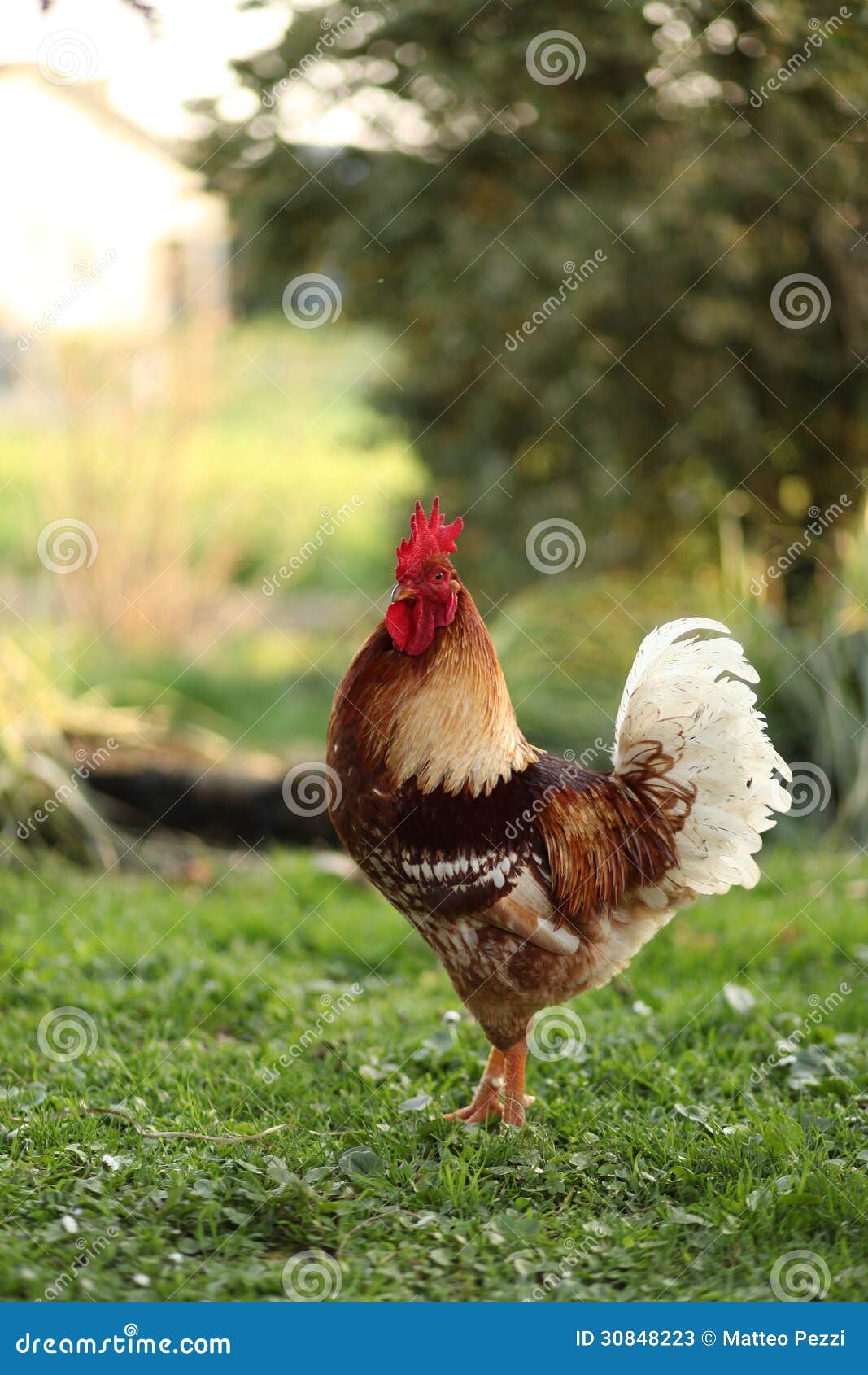 ROOSTER stock image. Image of country, fierce, tail, smooth - 30848223