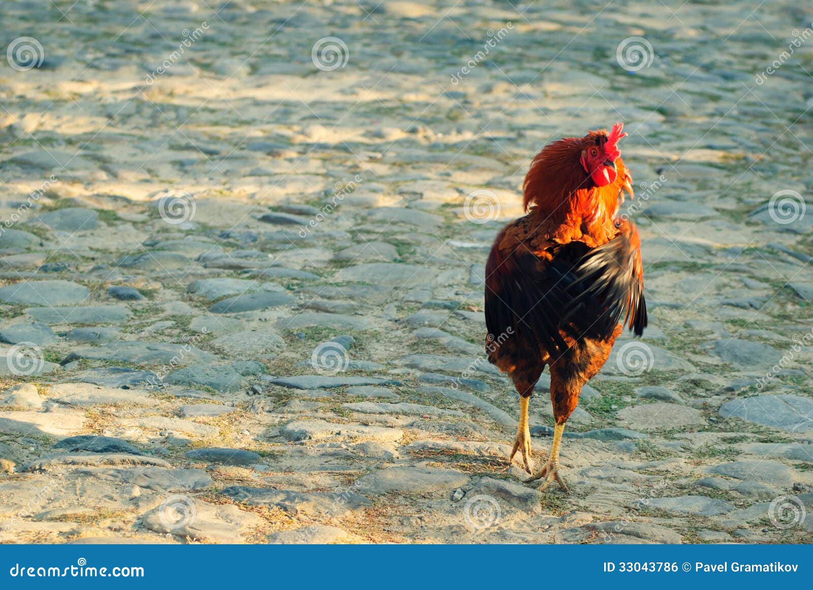 Rooster stock photo. Image of bird, elegant, magnificent - 33043786