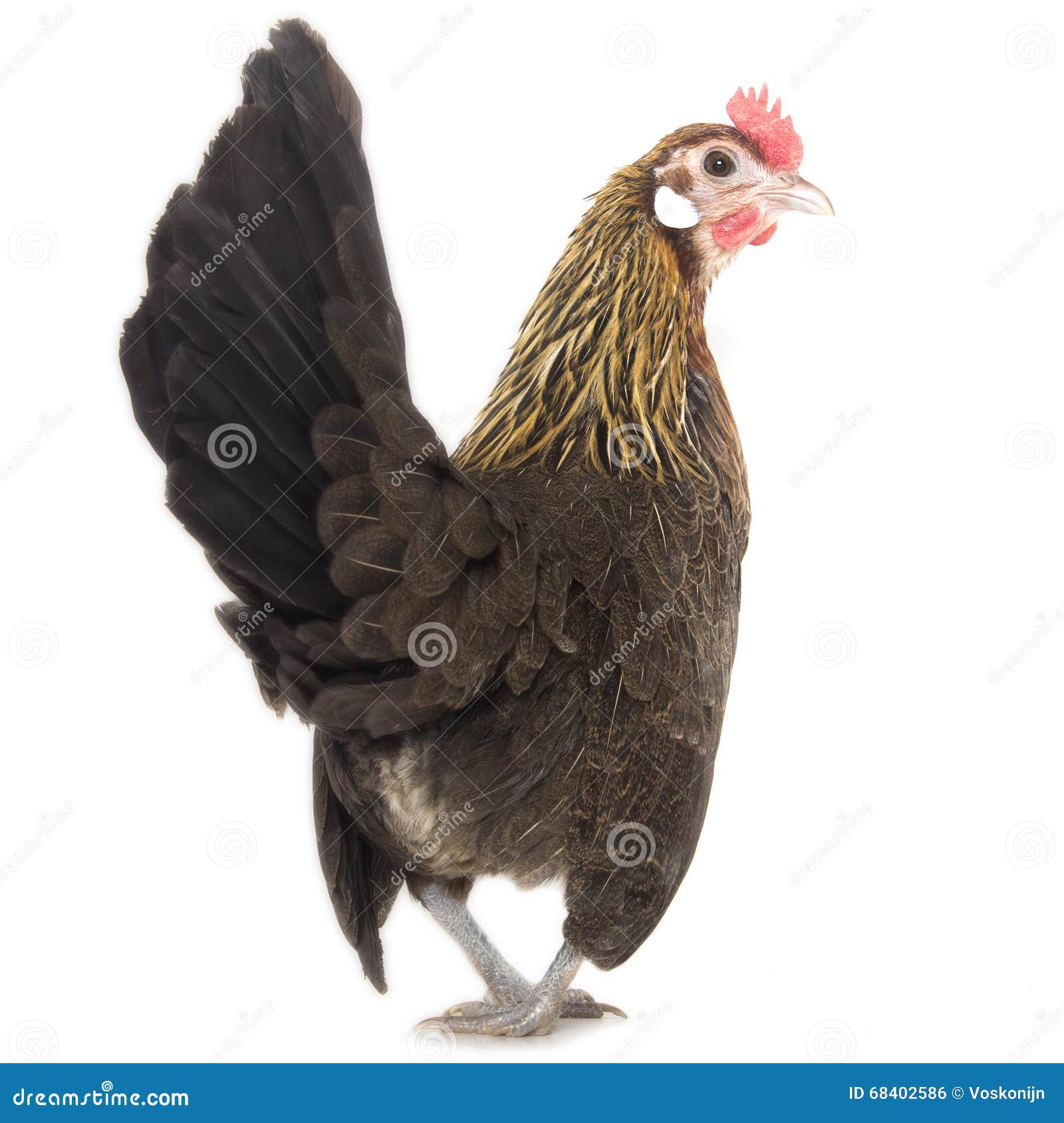 Rooster from behind stock photo. Image of rooster, chicken - 68402586
